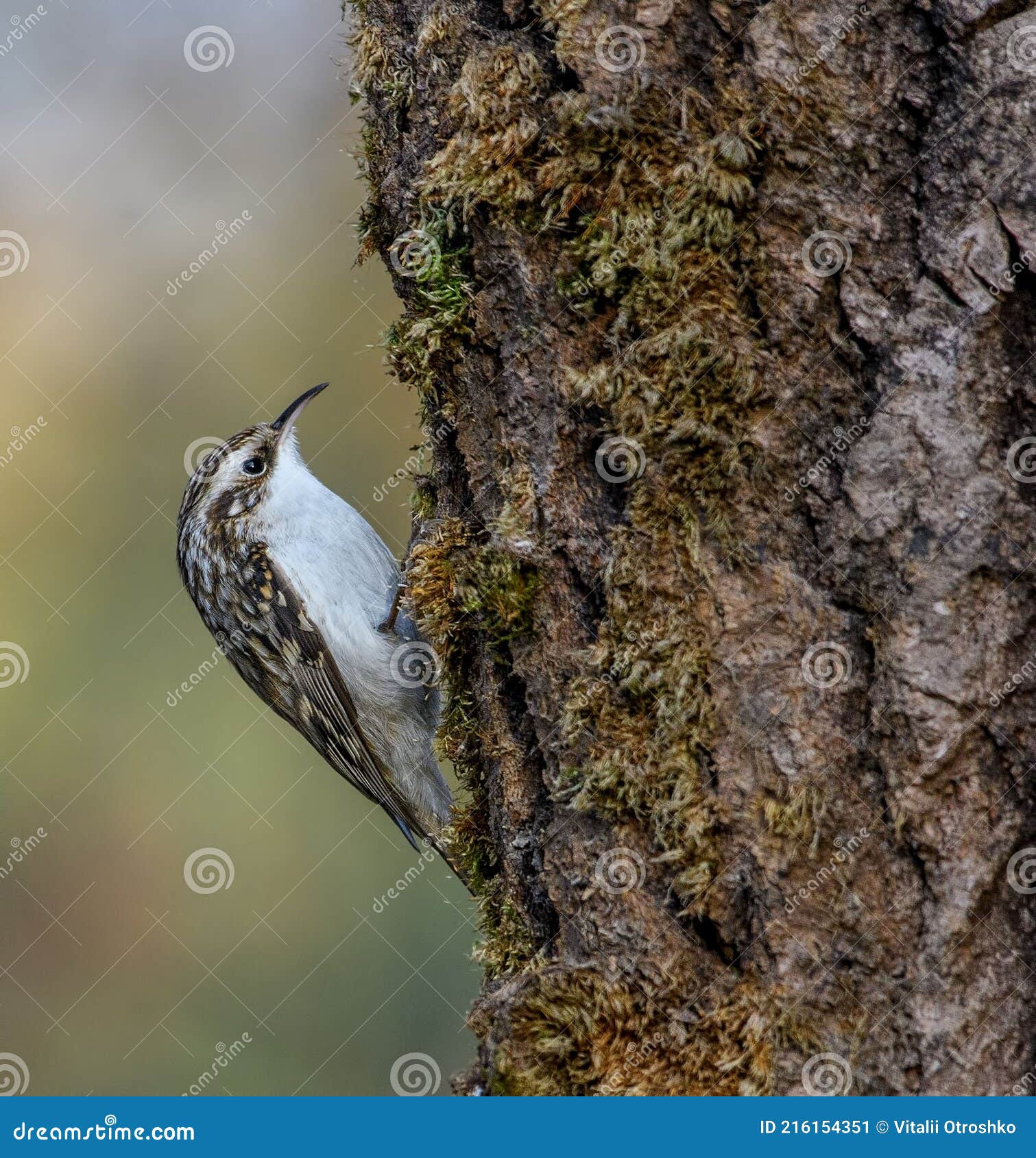 Eurasian Treecreeper Certhia Familiaris Walk on a Log. Stock Image ...