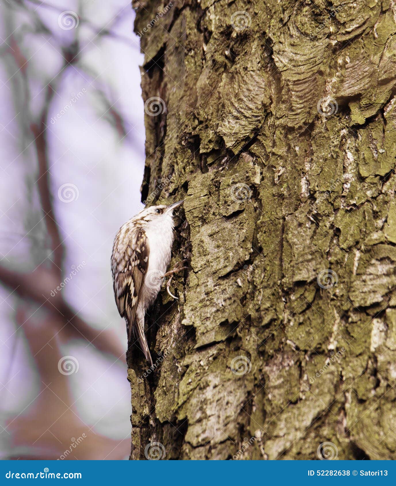 Eurasian treecreeper stock photo. Image of trunk, yellow - 52282638
