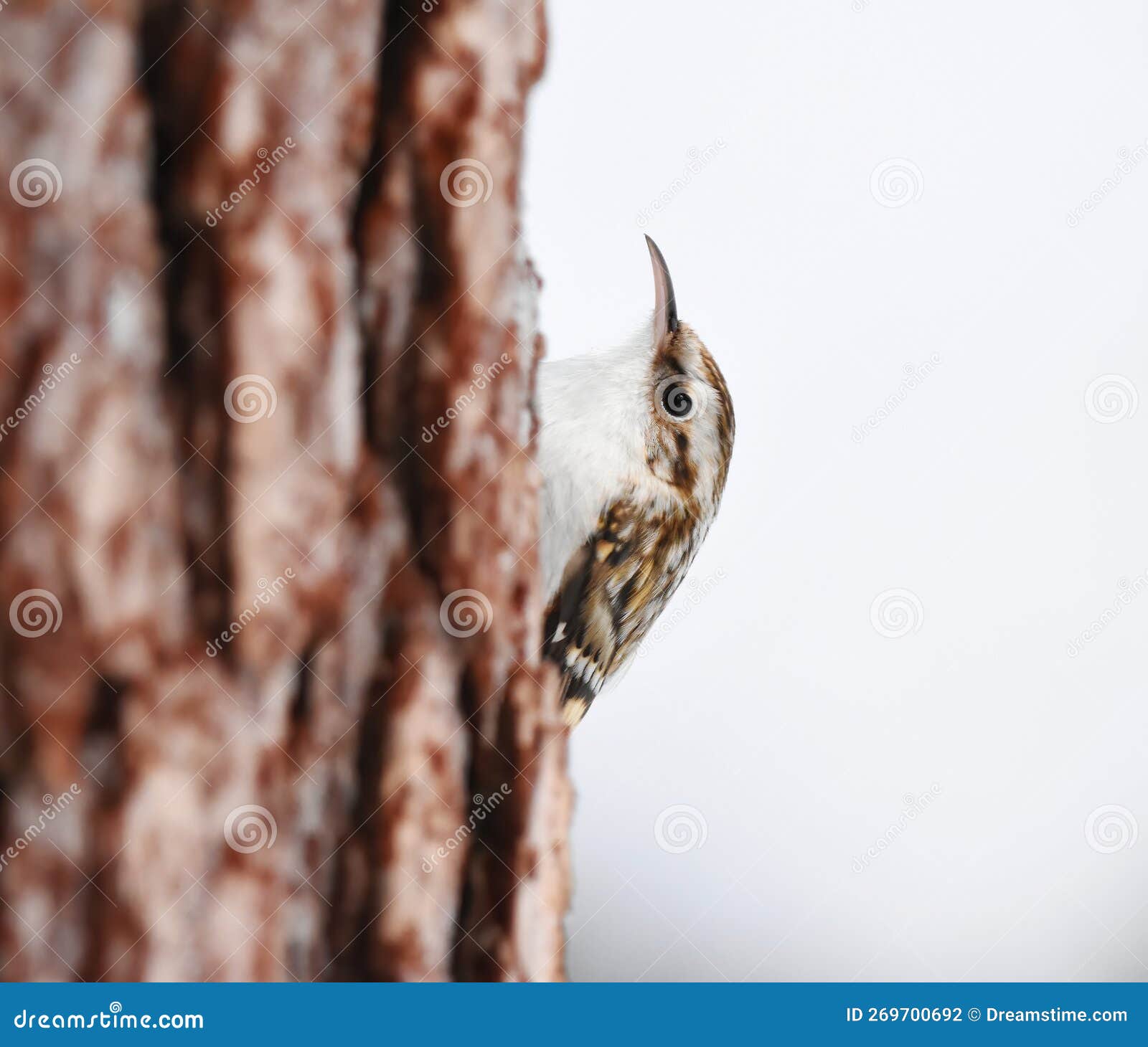 Eurasian Treecreeper or Common Treecreeper (Certhia Familiaris) Peeking ...