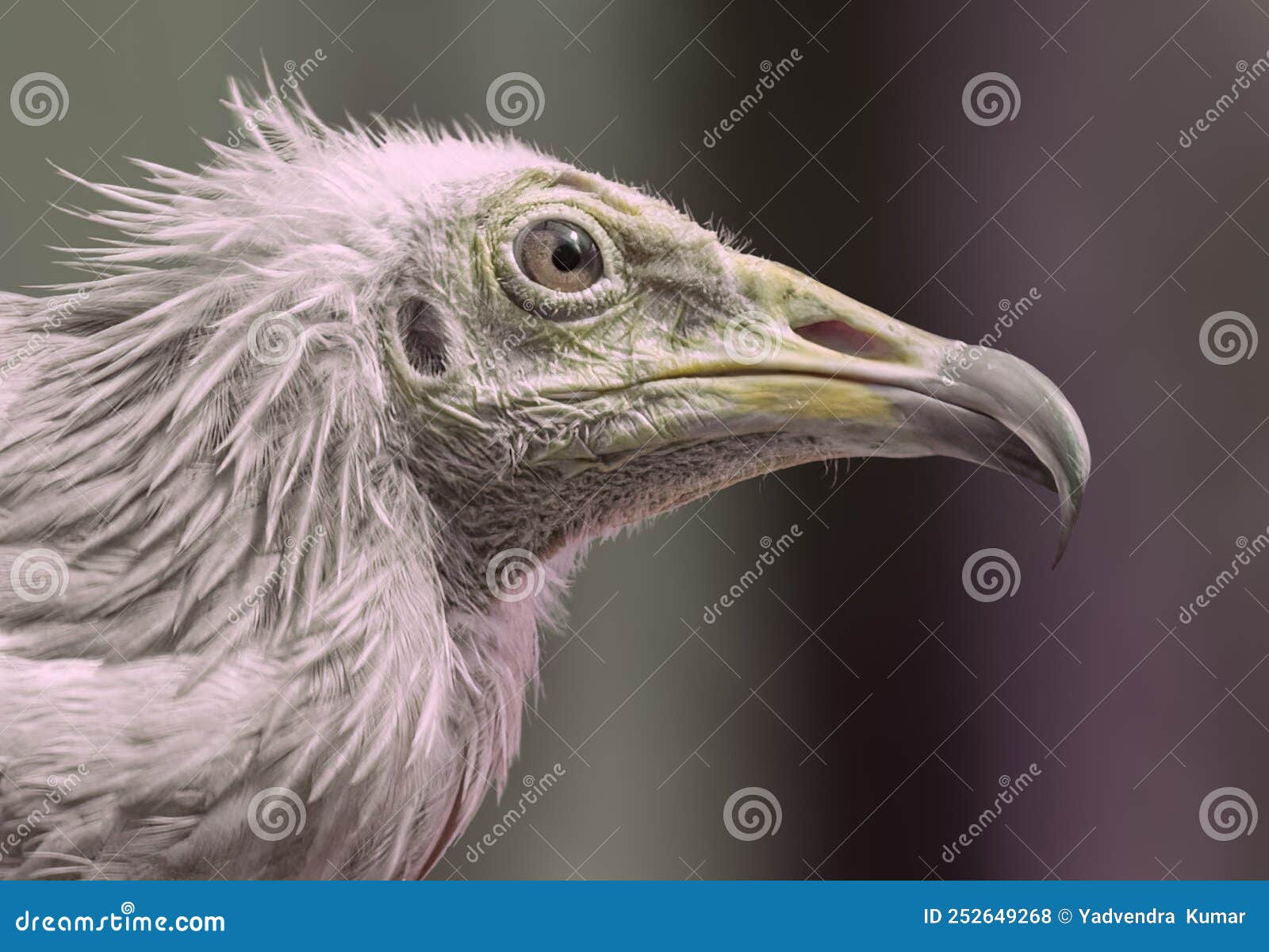 A Eurasian Vulture Head Shot Stock Photo - Image of vulture, predatory ...