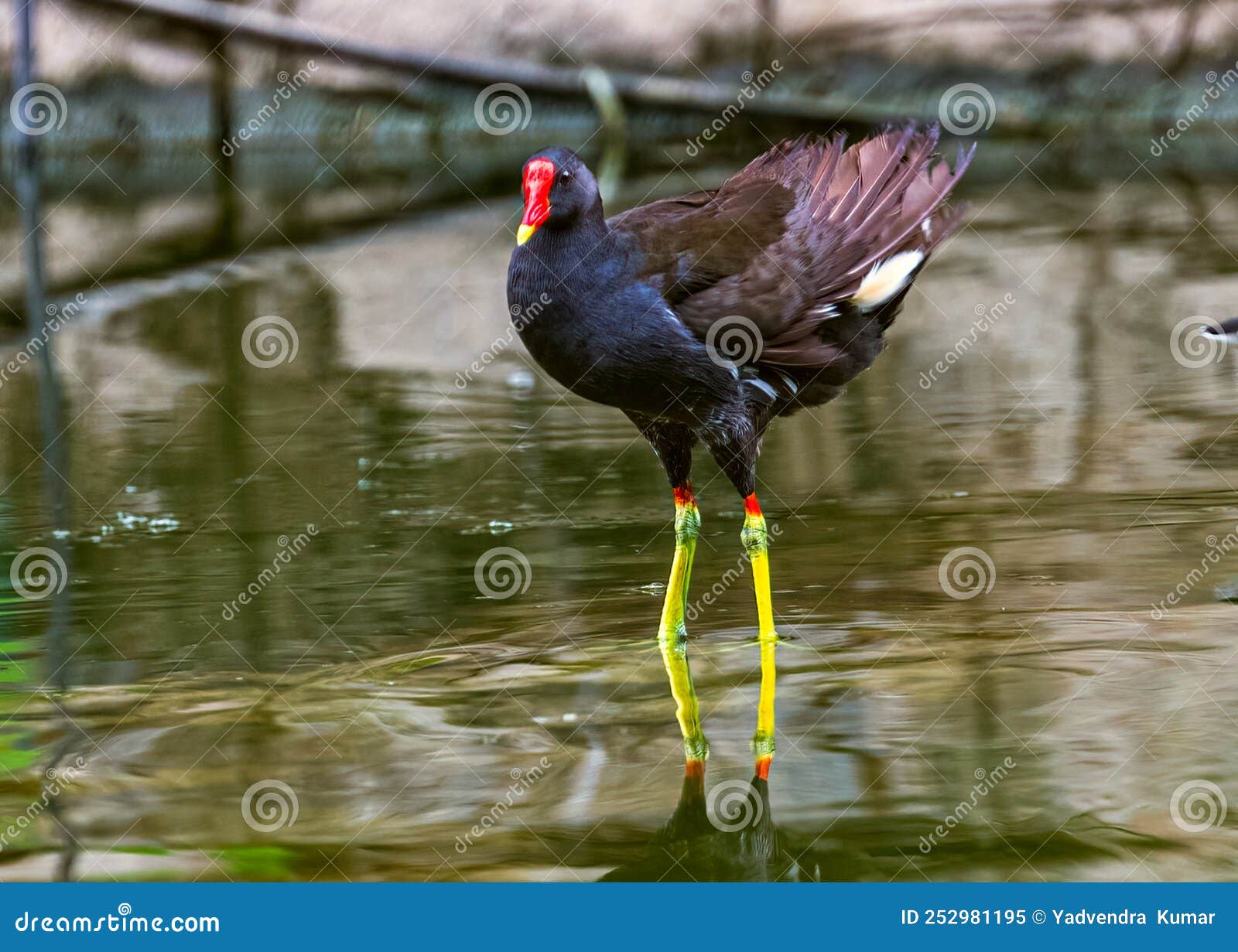 A Eurasian Water Hen Resting Stock Image - Image of wading, wetland ...
