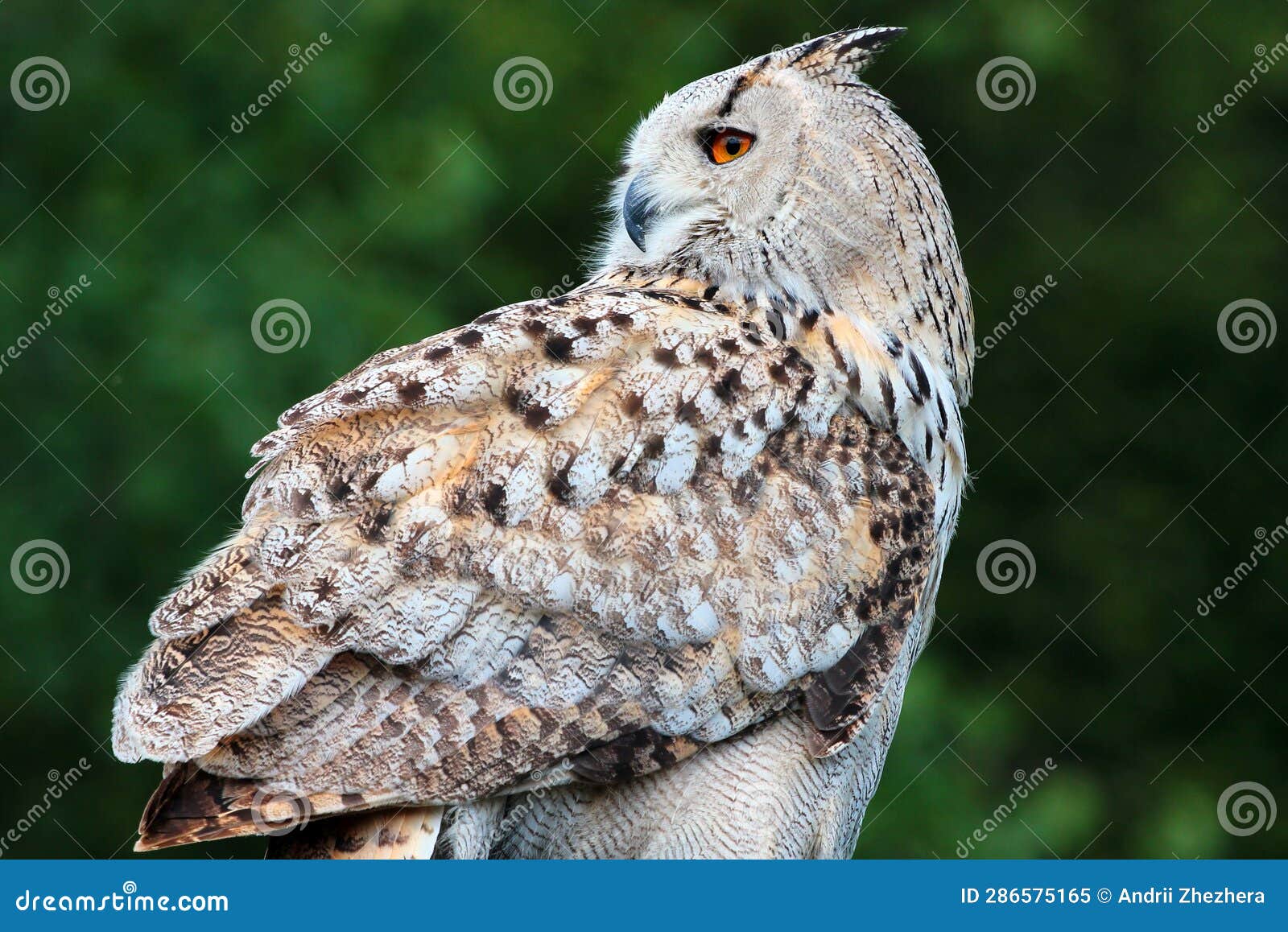 Eurasian, or Western Siberian Eagle-owl, or Bubo Bubo Sibiricus Stock ...