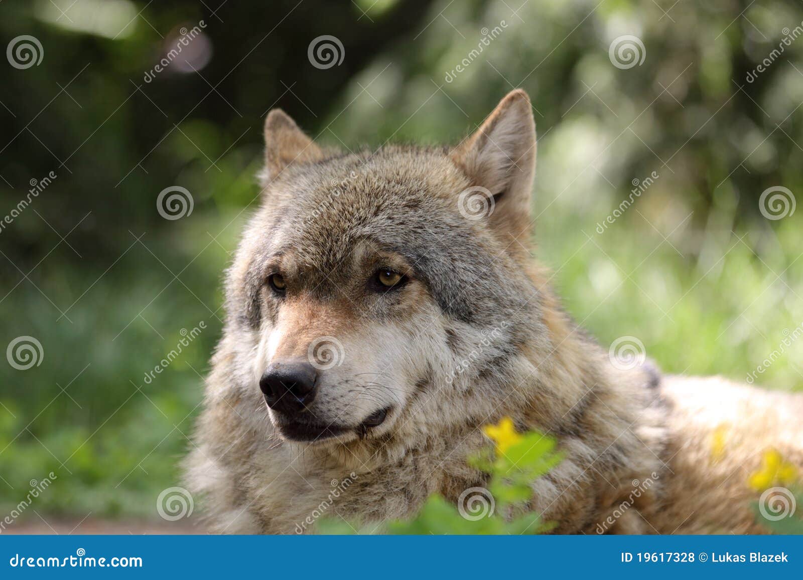 Eurasian Wolf Picture. Image: 19617328