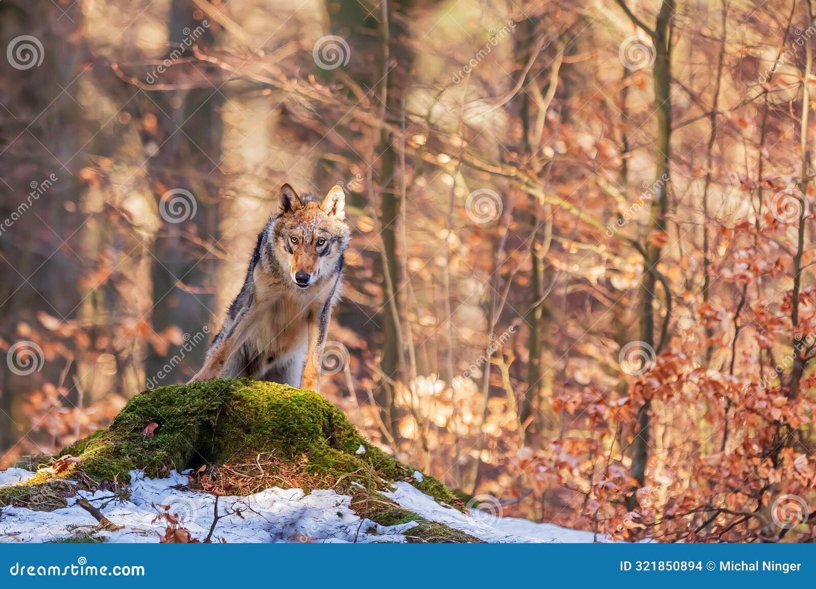 Eurasian Wolf (Canis Lupus Lupus) in Front of the Red Beech Bush Stock ...