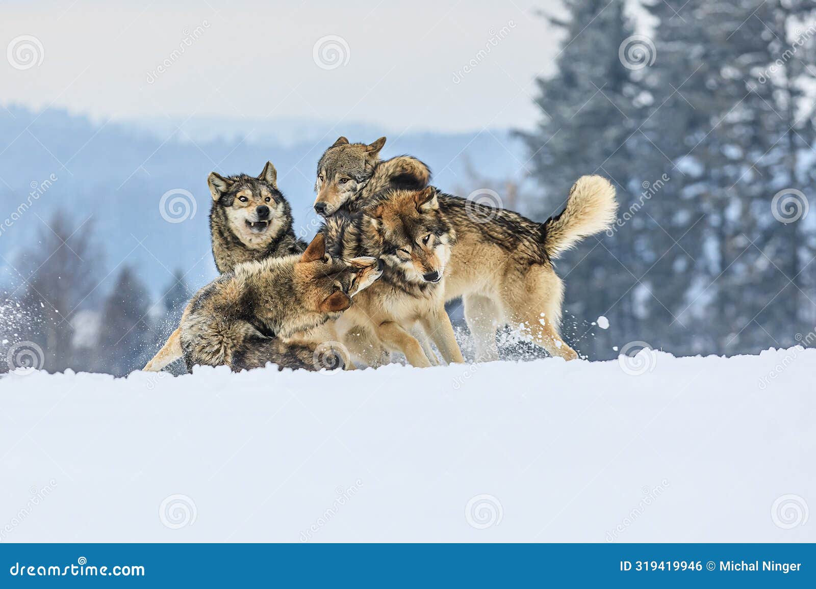 Eurasian Wolf (Canis Lupus Lupus) the Pack is Fighting Stock Photo ...