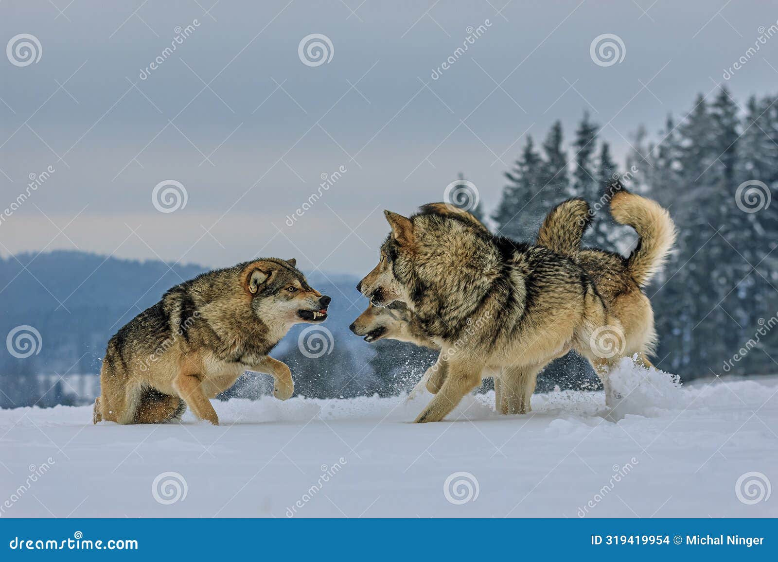 Eurasian Wolf (Canis Lupus Lupus) the Pack is Fighting Stock Photo ...