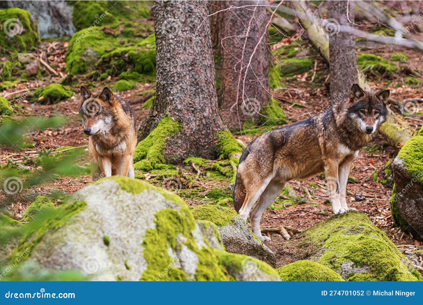 Eurasian Wolf (Canis Lupus Lupus) Pack in the Forest Stock Photo ...