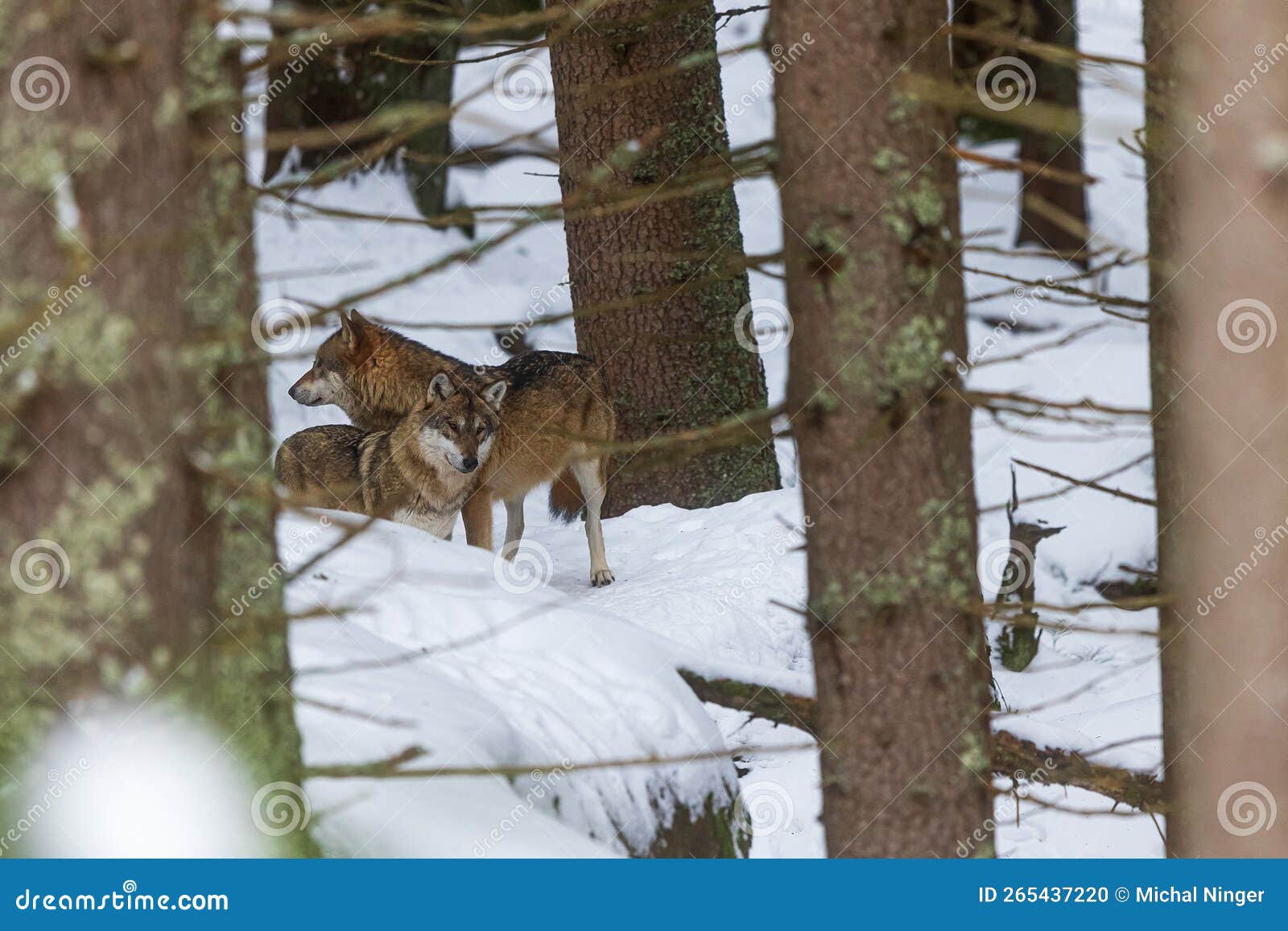 Eurasian Wolf Canis Lupus Lupus Pack among the Trees in the Snow Stock ...