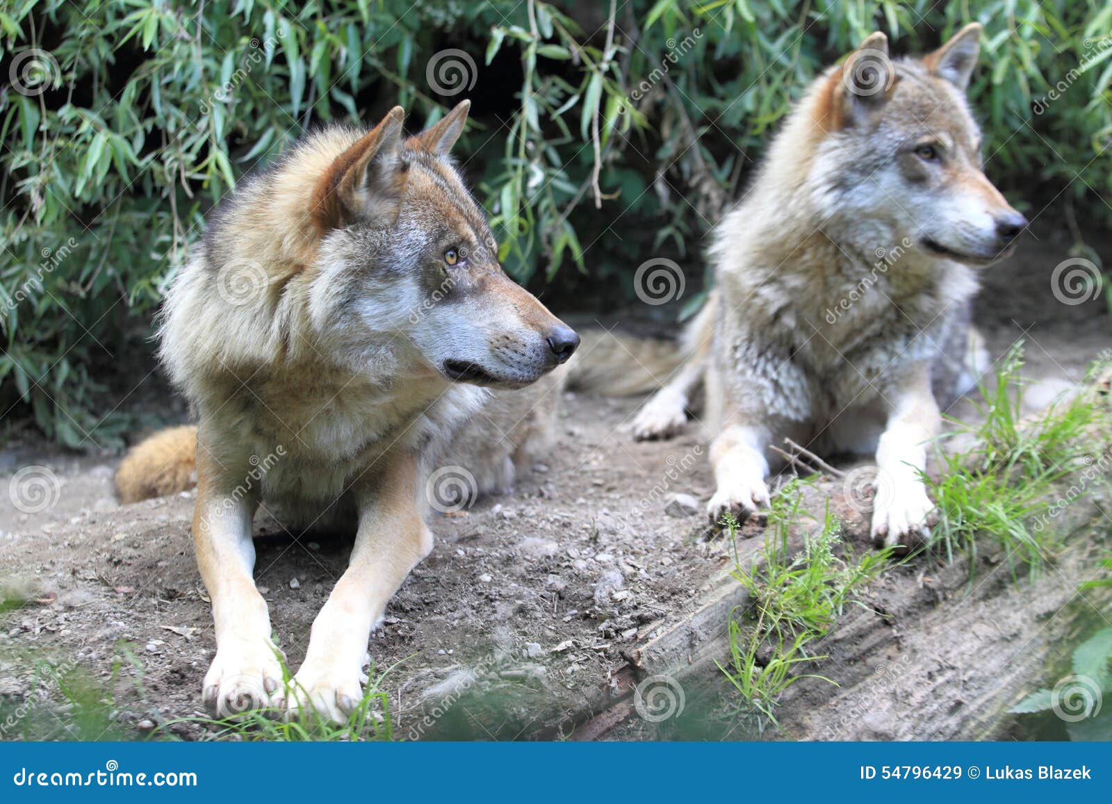 Eurasian wolf stock image. Image of canis, eurasian, mammal - 54796429
