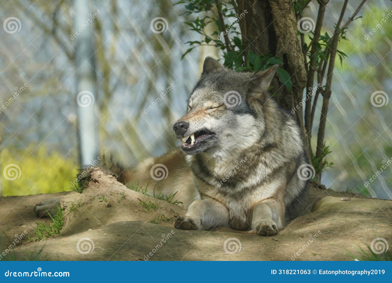 Eurasian wolf looking out stock image. Image of wolf - 318221063