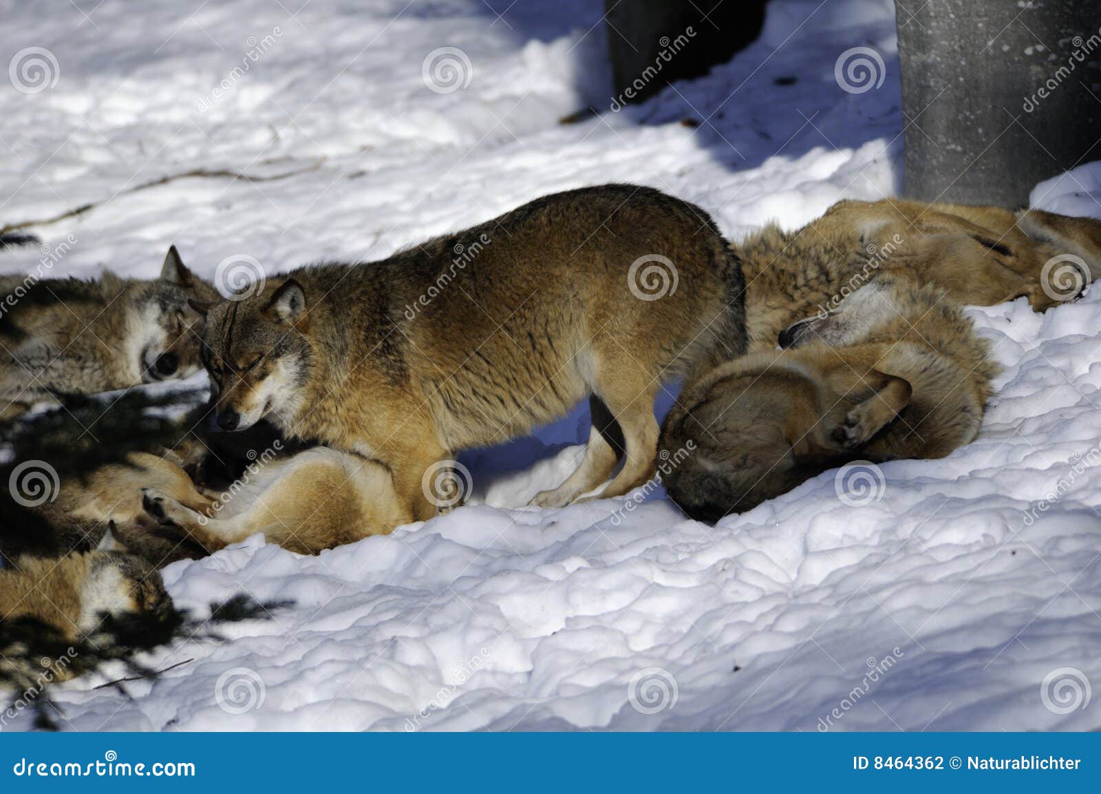 Eurasian wolf pack in snow stock photo. Image of wildlife - 8464362