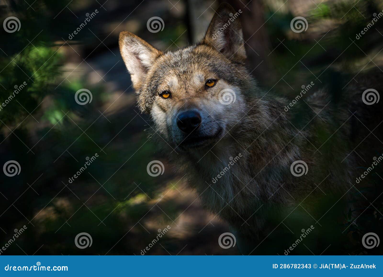 Eurasian Wolf Portrait in Nature Park Stock Image - Image of creature ...