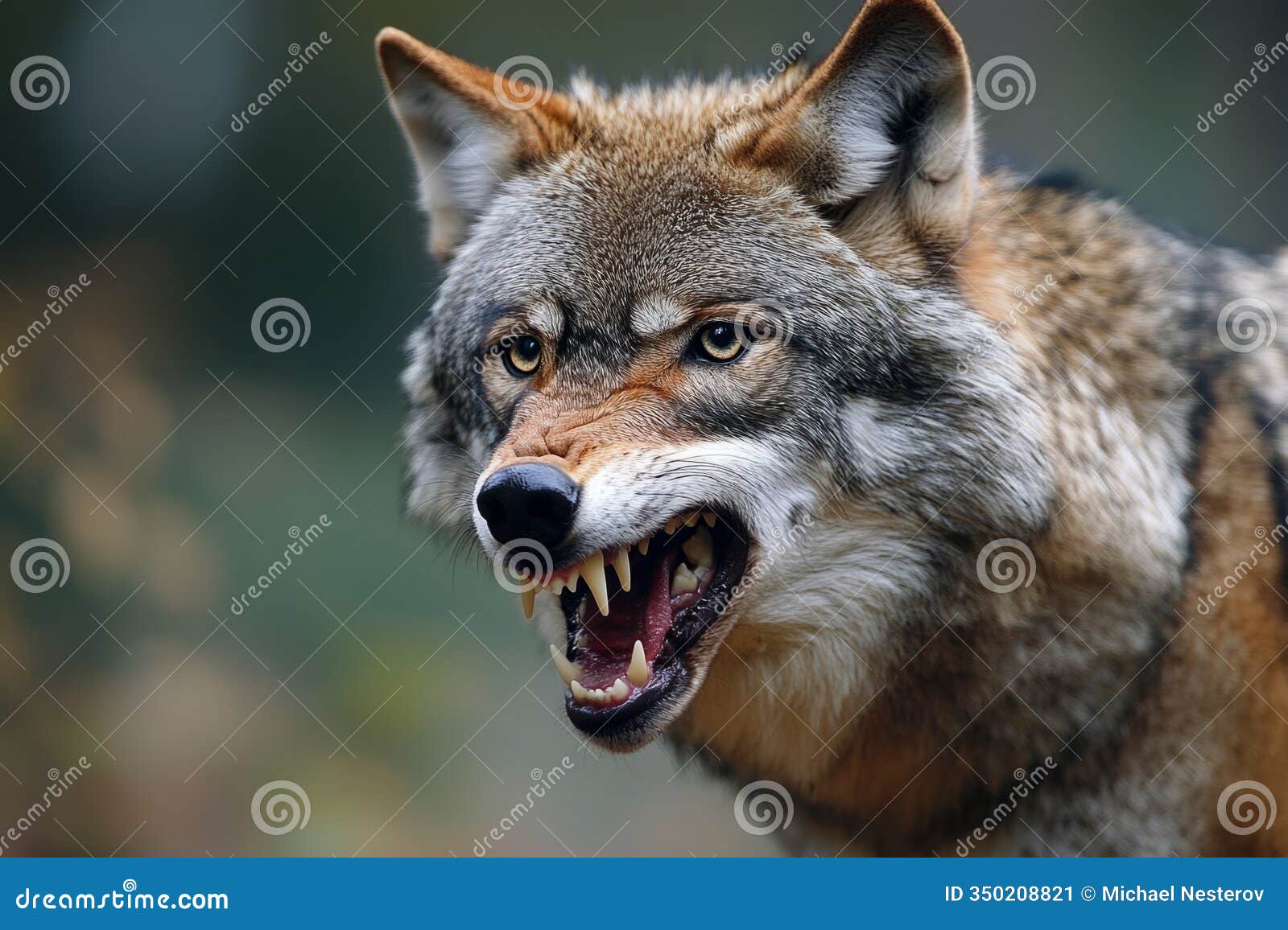 Eurasian Wolf Showing Teeth and Snarling in Wilderness Closeup Stock ...