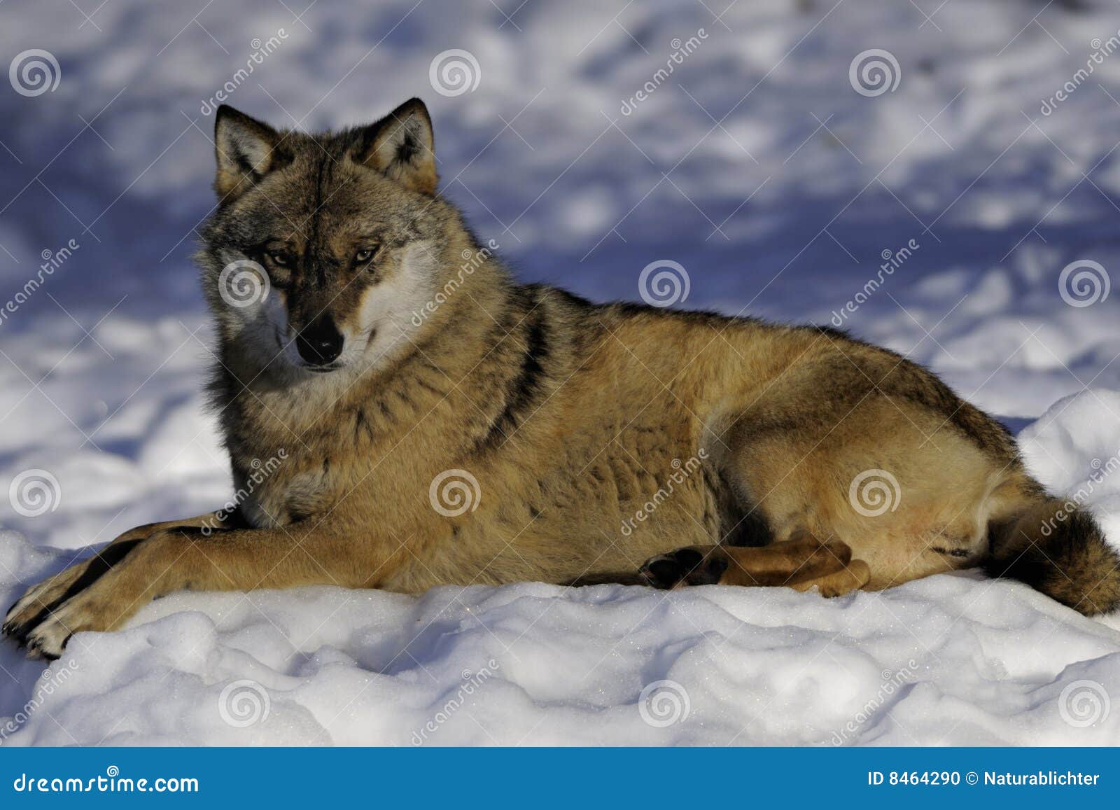 Eurasian Wolf, Also Known As The Gray Or Grey Wolf Also Known As Timber ...