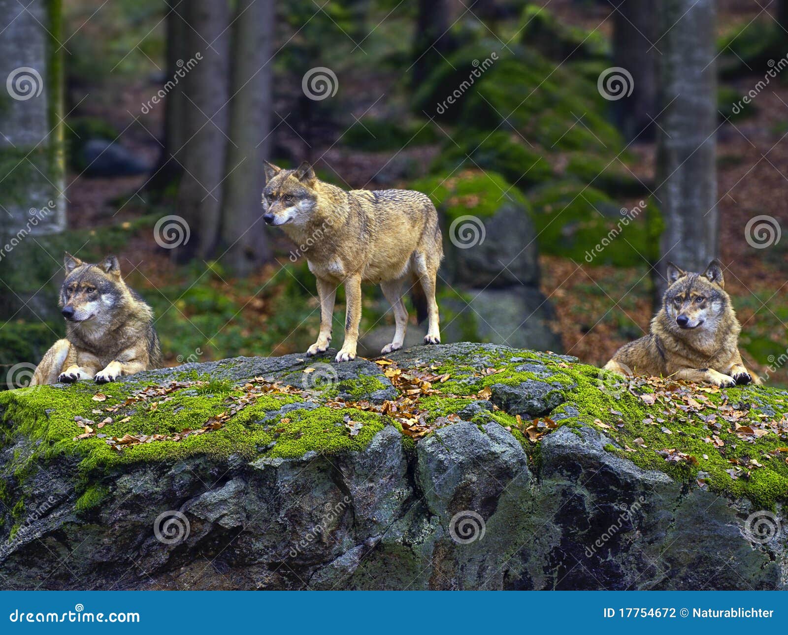 Eurasian wolves stock photo. Image of stood, remote, mammals - 17754672