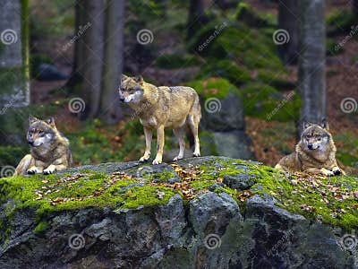 Eurasian wolves stock photo. Image of stood, remote, mammals - 17754672