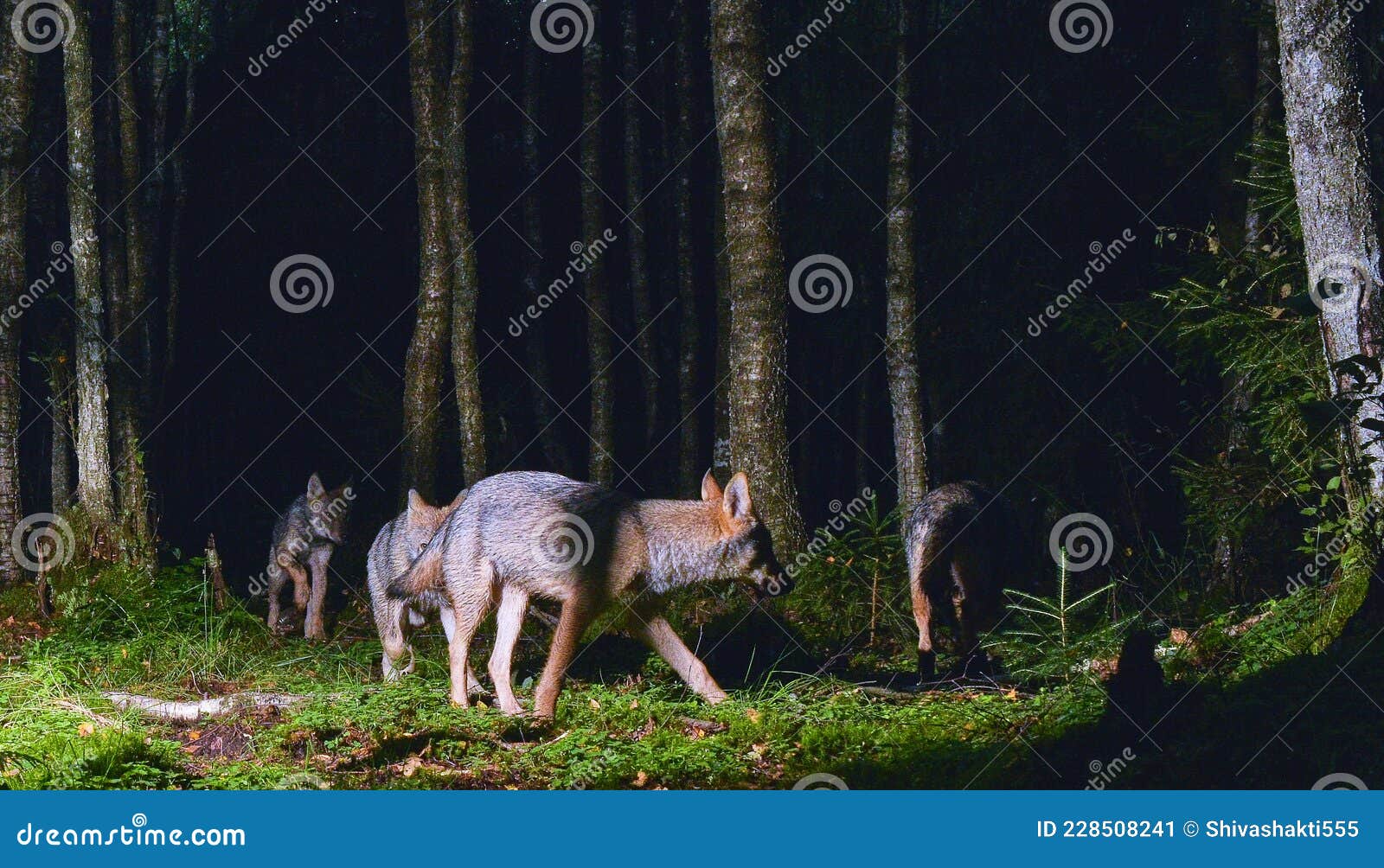 Eurasian wolves in Latvia stock image. Image of wildlife - 228508241