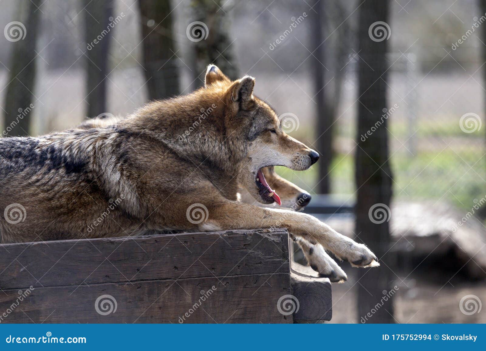 Eurasian Wolves in a Zoo in Hungary Stock Photo - Image of look, arctic ...