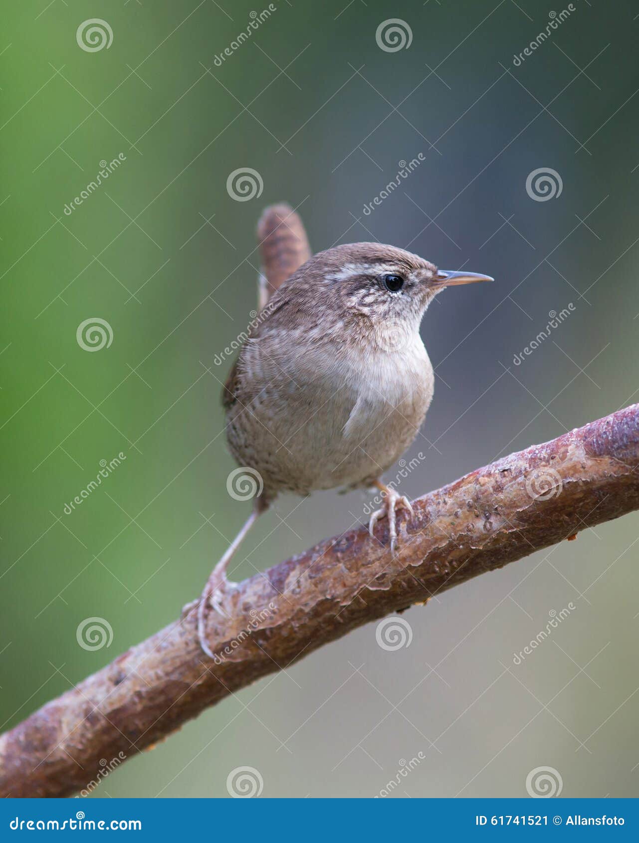 Eurasian wren stock image. Image of bird, watching, timid - 61741521