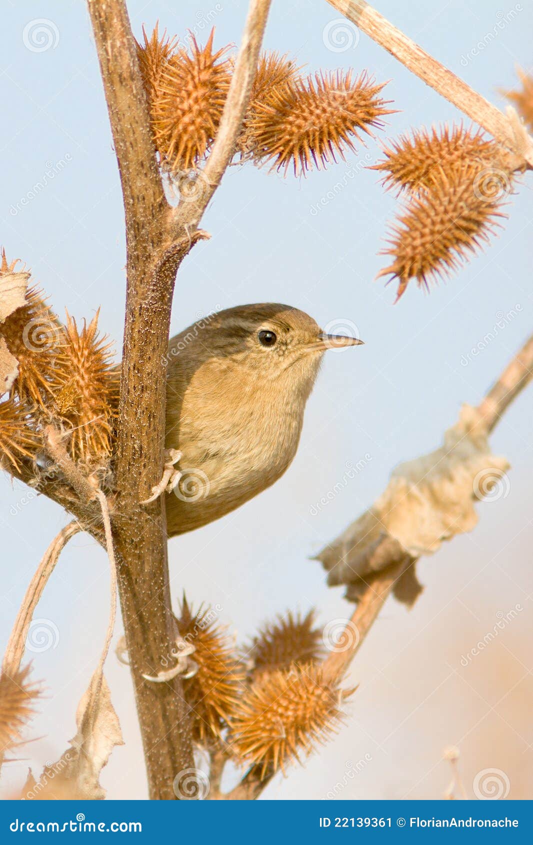 Eurasian Wren (Troglodytes Troglodytes) Stock Image - Image of feathers ...