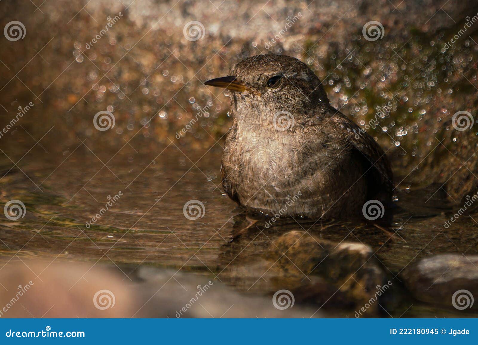Eurasian wren in water stock image. Image of eurasian - 222180945