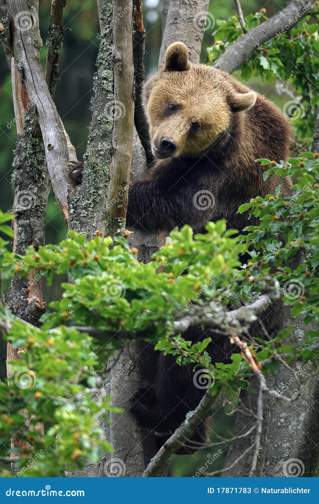 Eurasischer Brauner Bär Im Baum Stockbild - Bild von säugetier, belaubt ...
