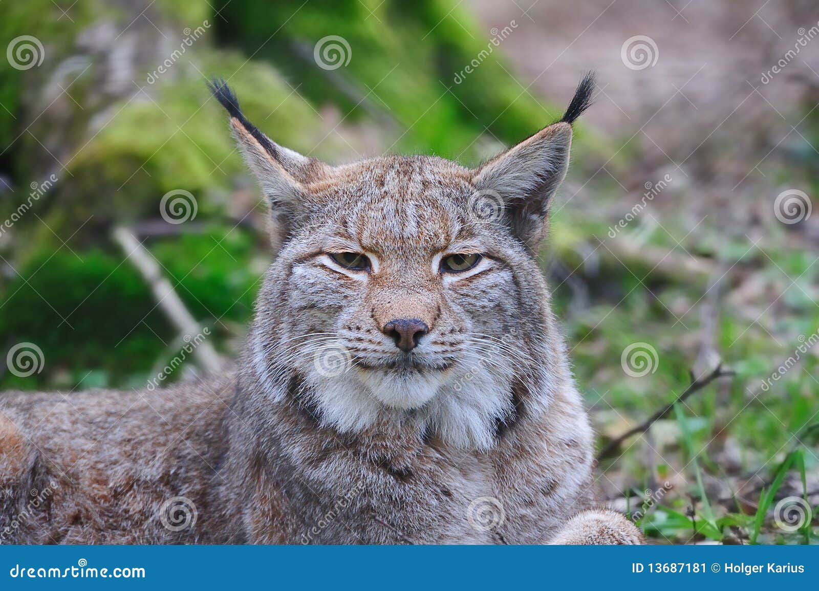 Eurasischer Luchs (Luchsluchs) Stockbild - Bild von felsen, säugetier ...