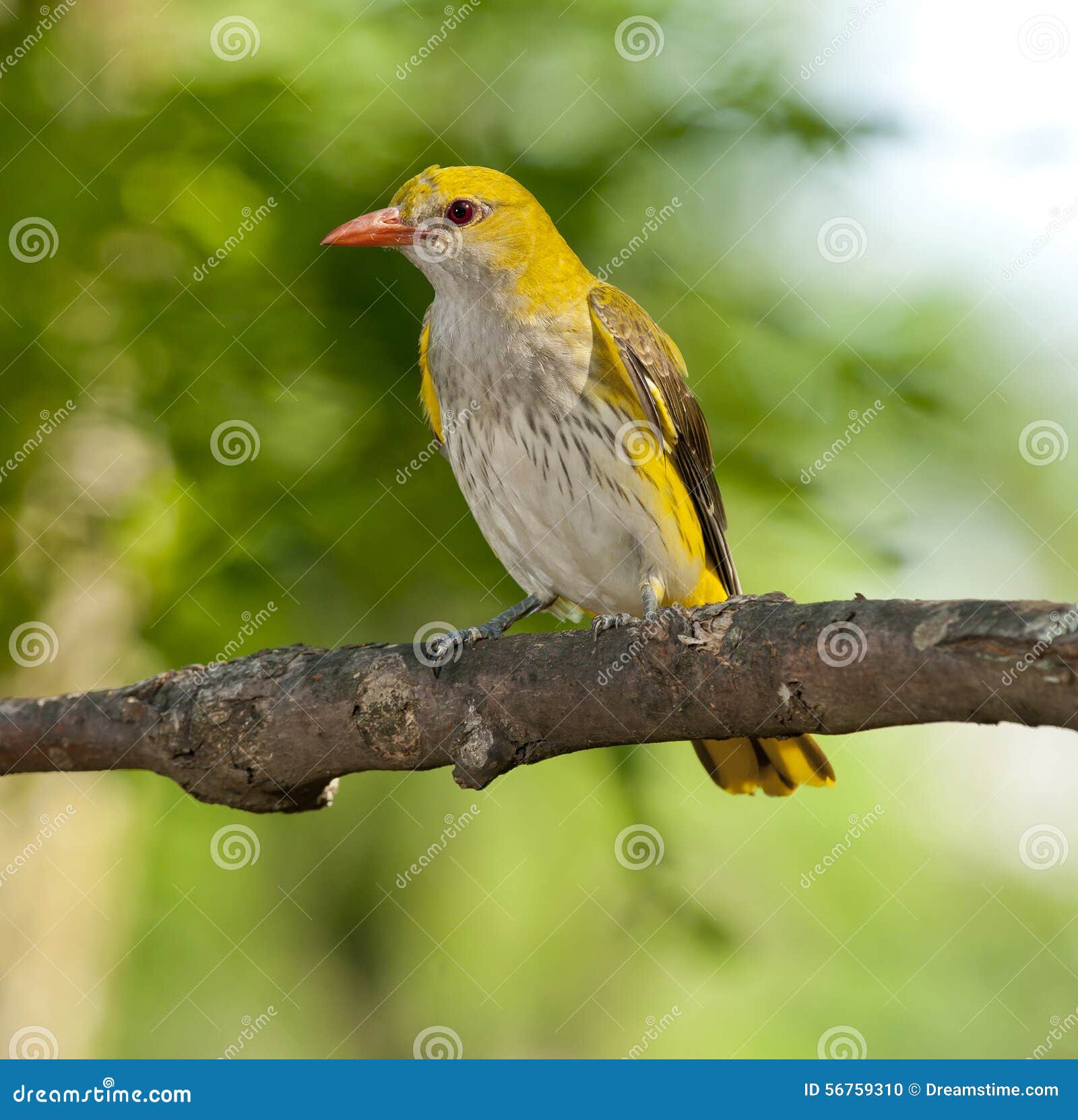 Eurasischer Pirol (Oriolus Oriolus) Stockfoto - Bild von vögel ...