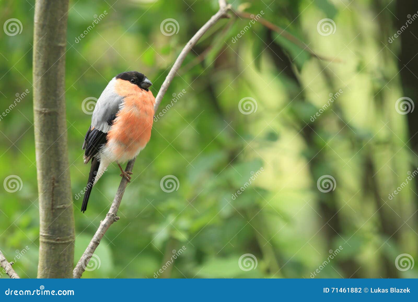 Eurazjatycki gil zdjęcie stock. Obraz złożonej z eurodollar - 71461882