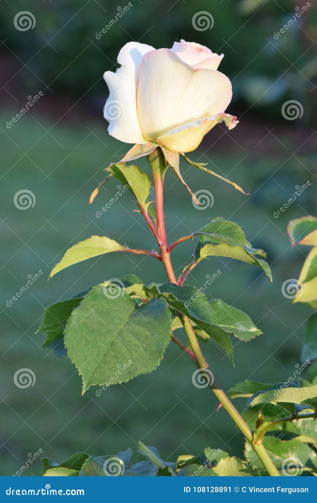 Eureka White Rose Upright Panoramic Stock Image - Image of eureka ...