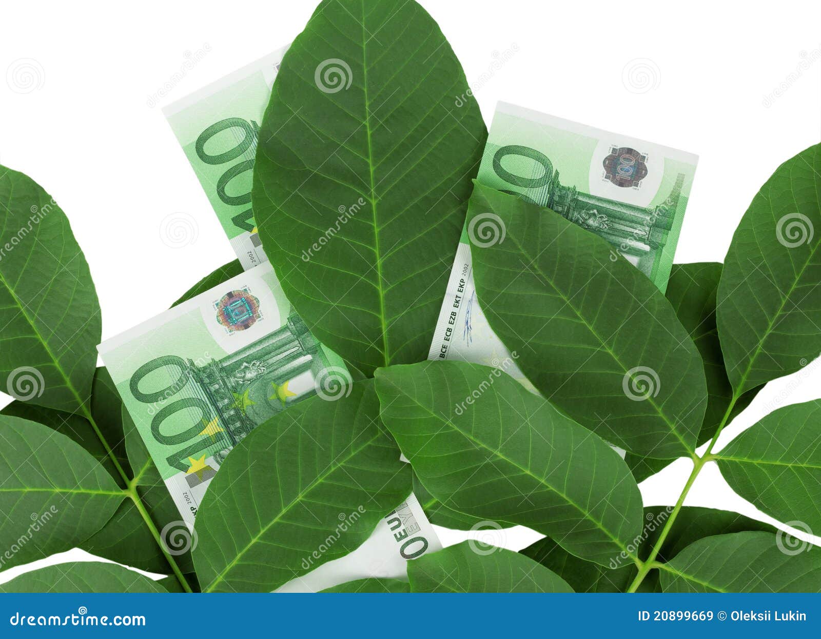 Euro in the leaves stock image. Image of background, floral - 20899669