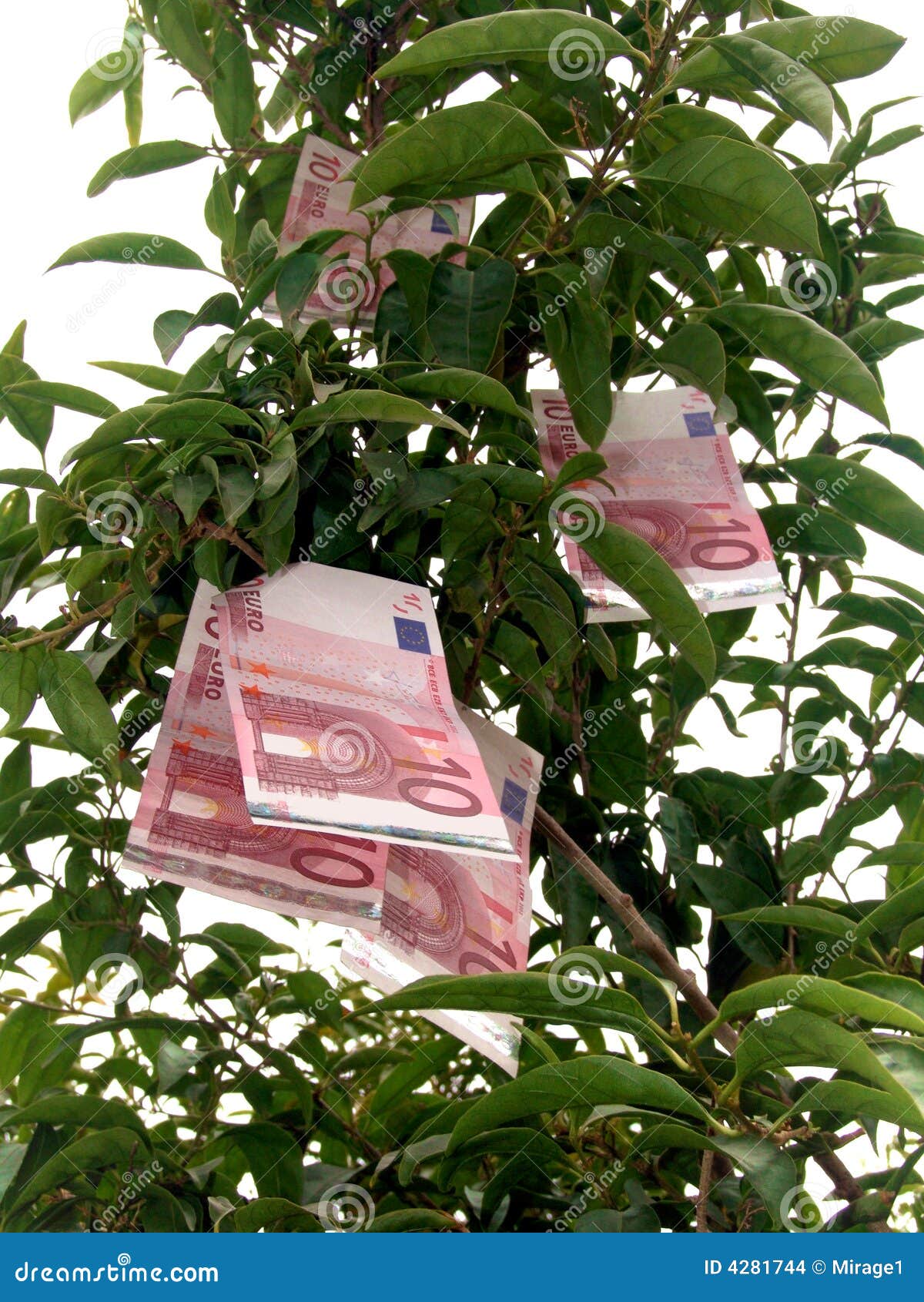 Euro Money Tree stock photo. Image of deposit, false, blossom - 4281744