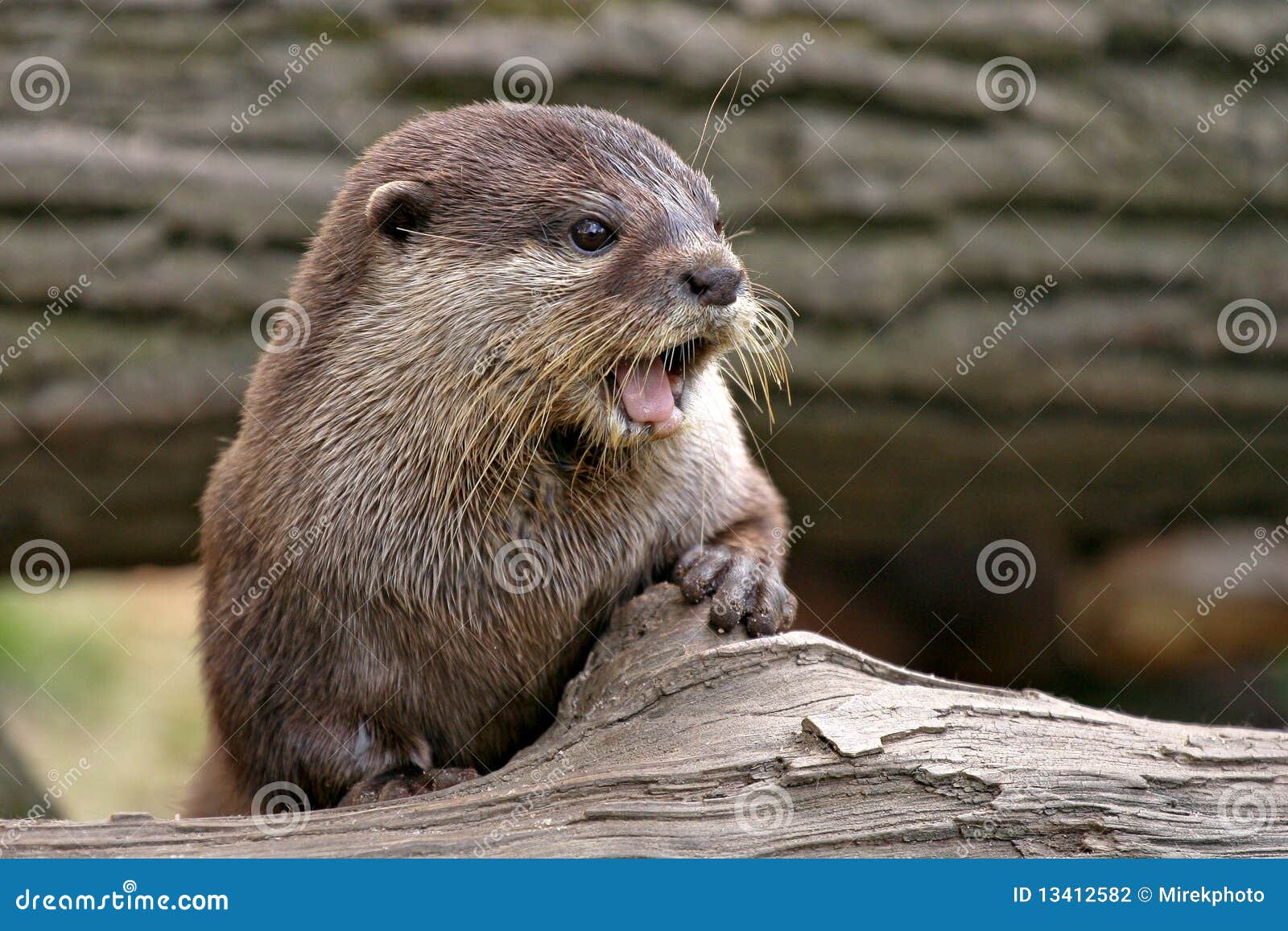 River Otter - Okefenokee Swamp Royalty-Free Stock Image | CartoonDealer ...