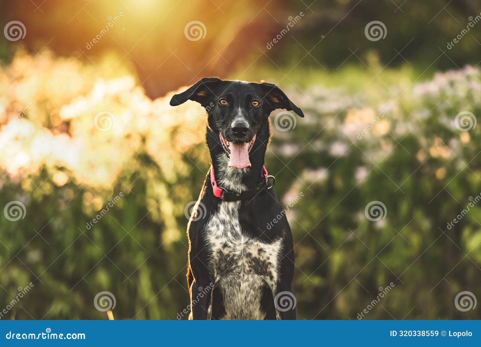 Eurohound Dog Standing on a Rock at Sunset in Front of a Field. Stock ...