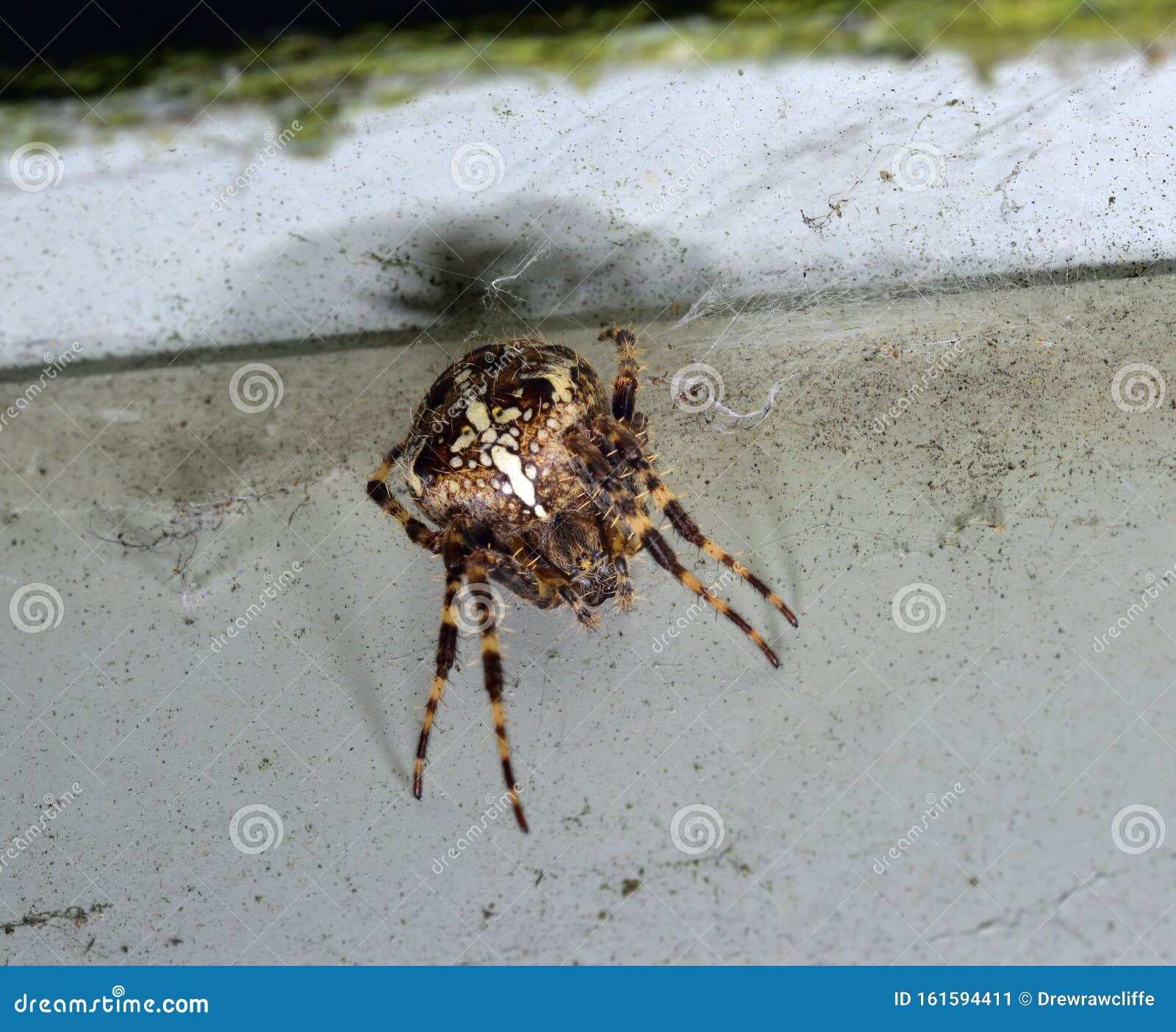 Euroopean Garden Spider on is Orb-shaped Web Stock Image - Image of ...