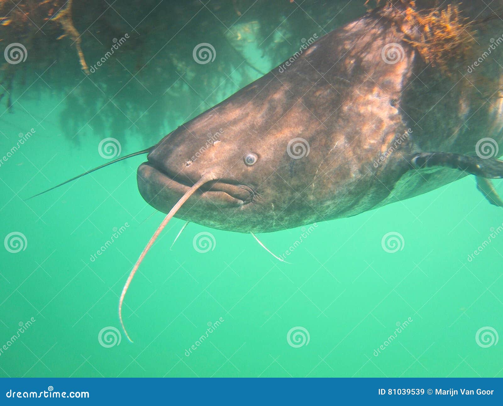 Europäischer Wels stockbild. Bild von augen, fleischfresser - 81039539