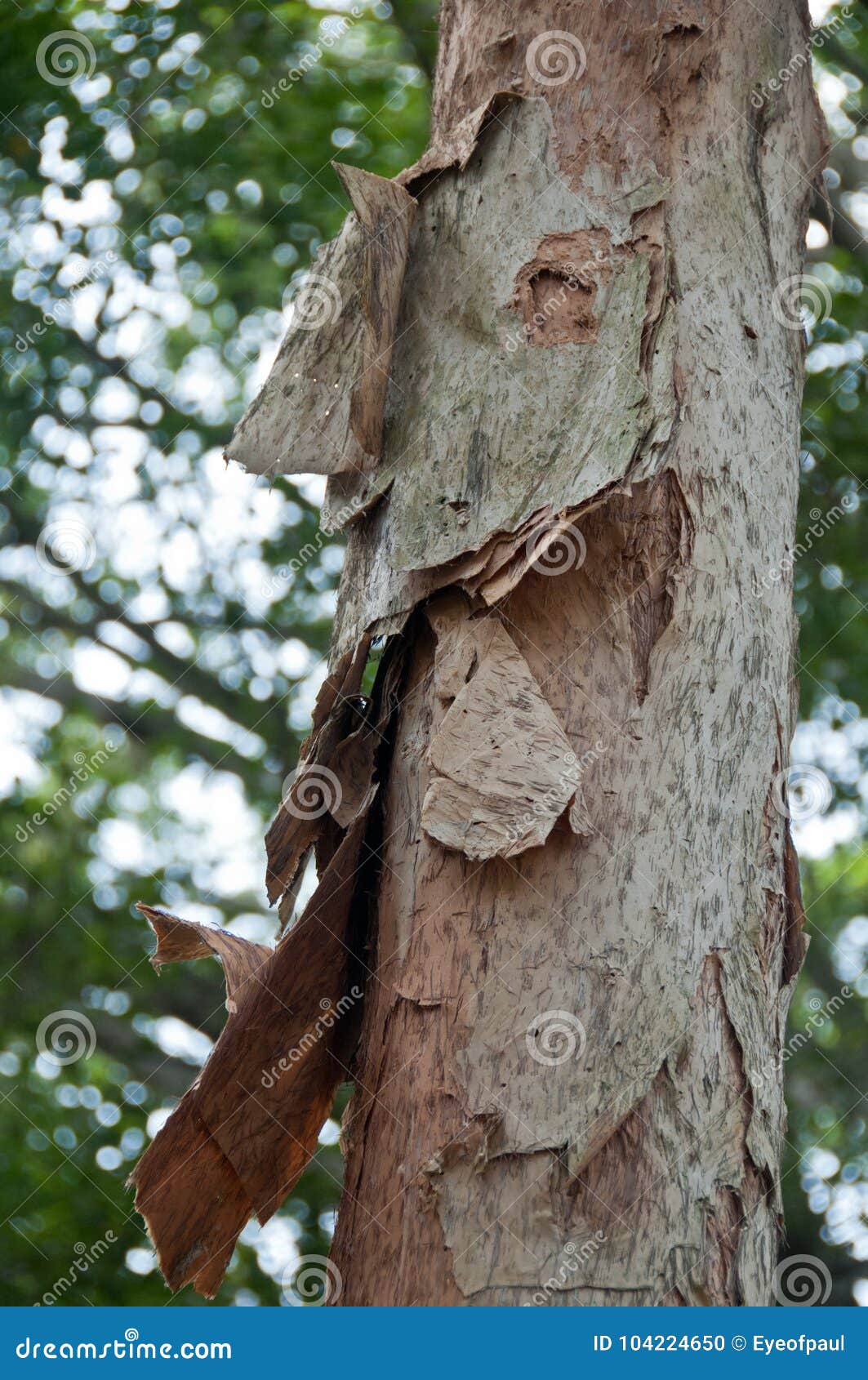 Europaea De Madeira Podre Do Tronco Da Casca Foto de Stock - Imagem de ...