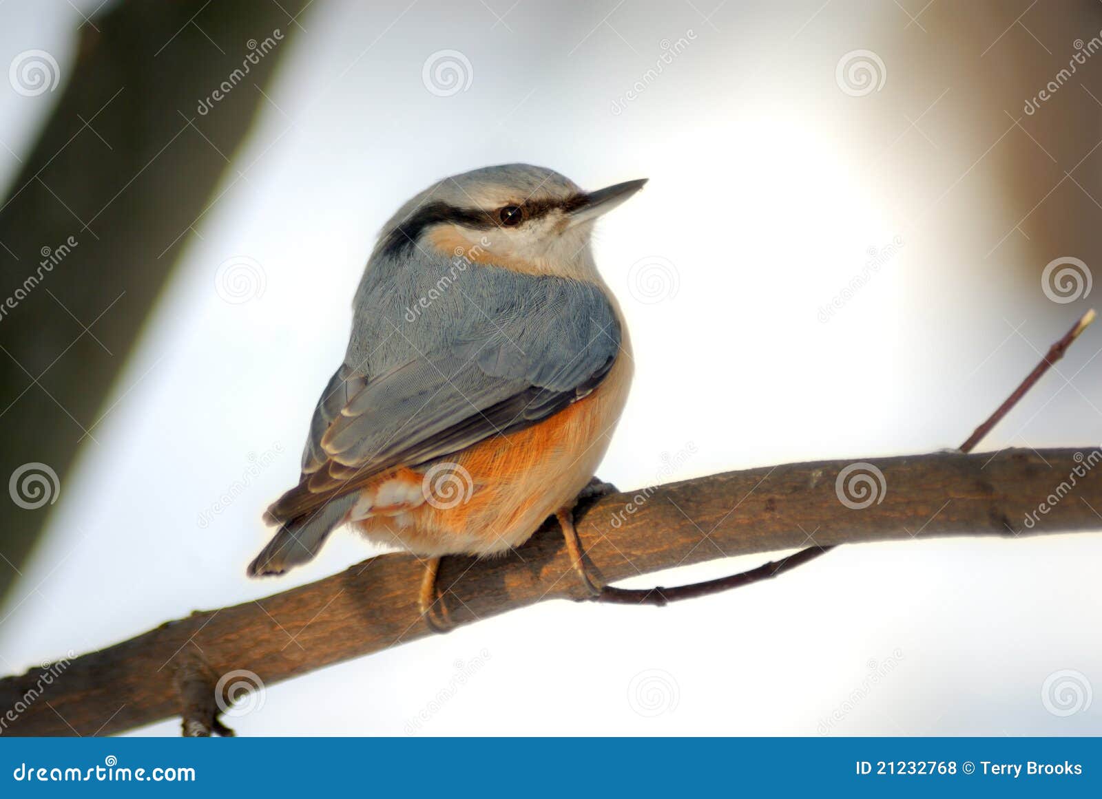 Europaea Del Sitta Della Sitta (Sittidae) Fotografia Stock - Immagine ...