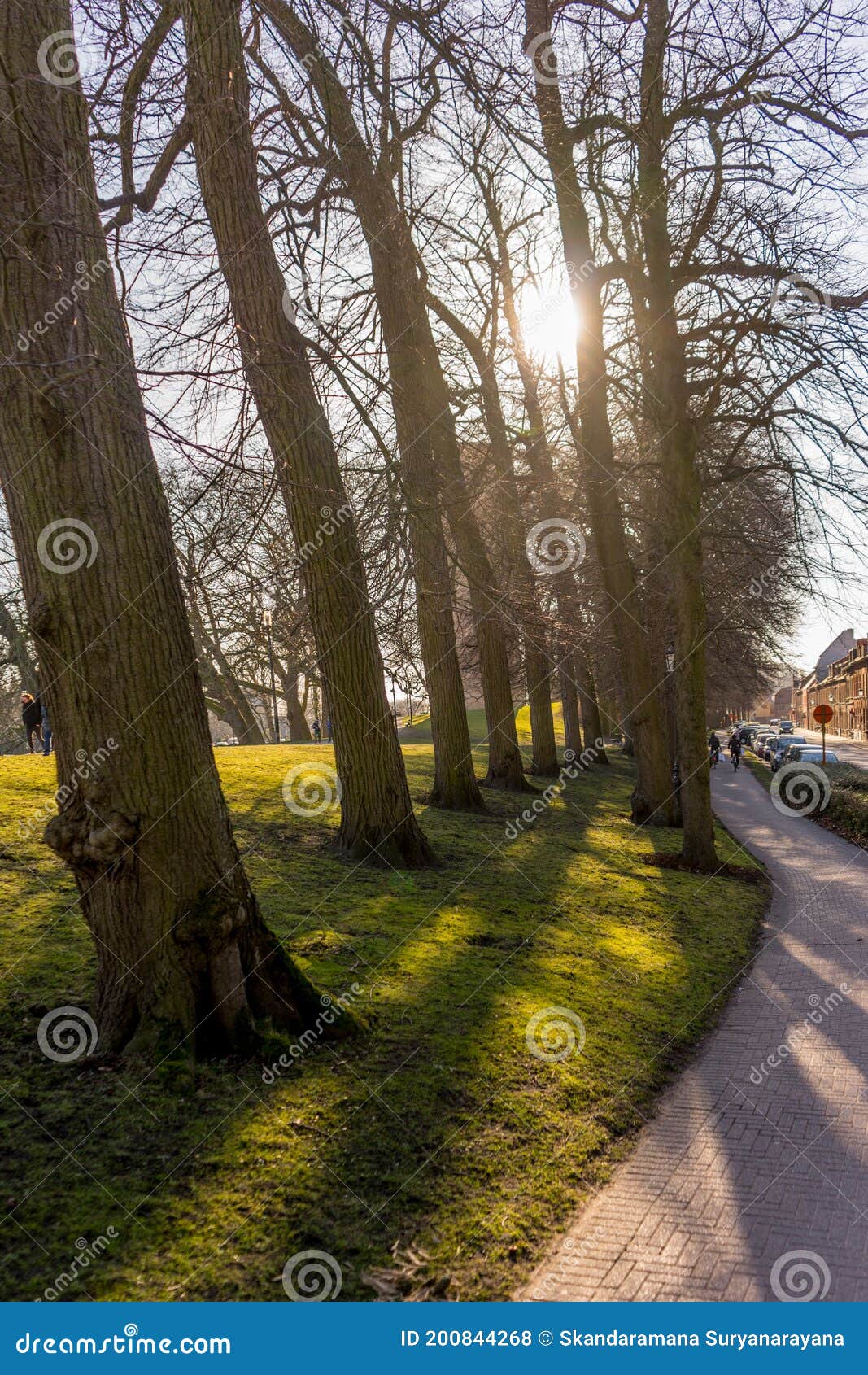 Belgium, Bruges, a Tree in a Forest Stock Photo - Image of color, plant ...