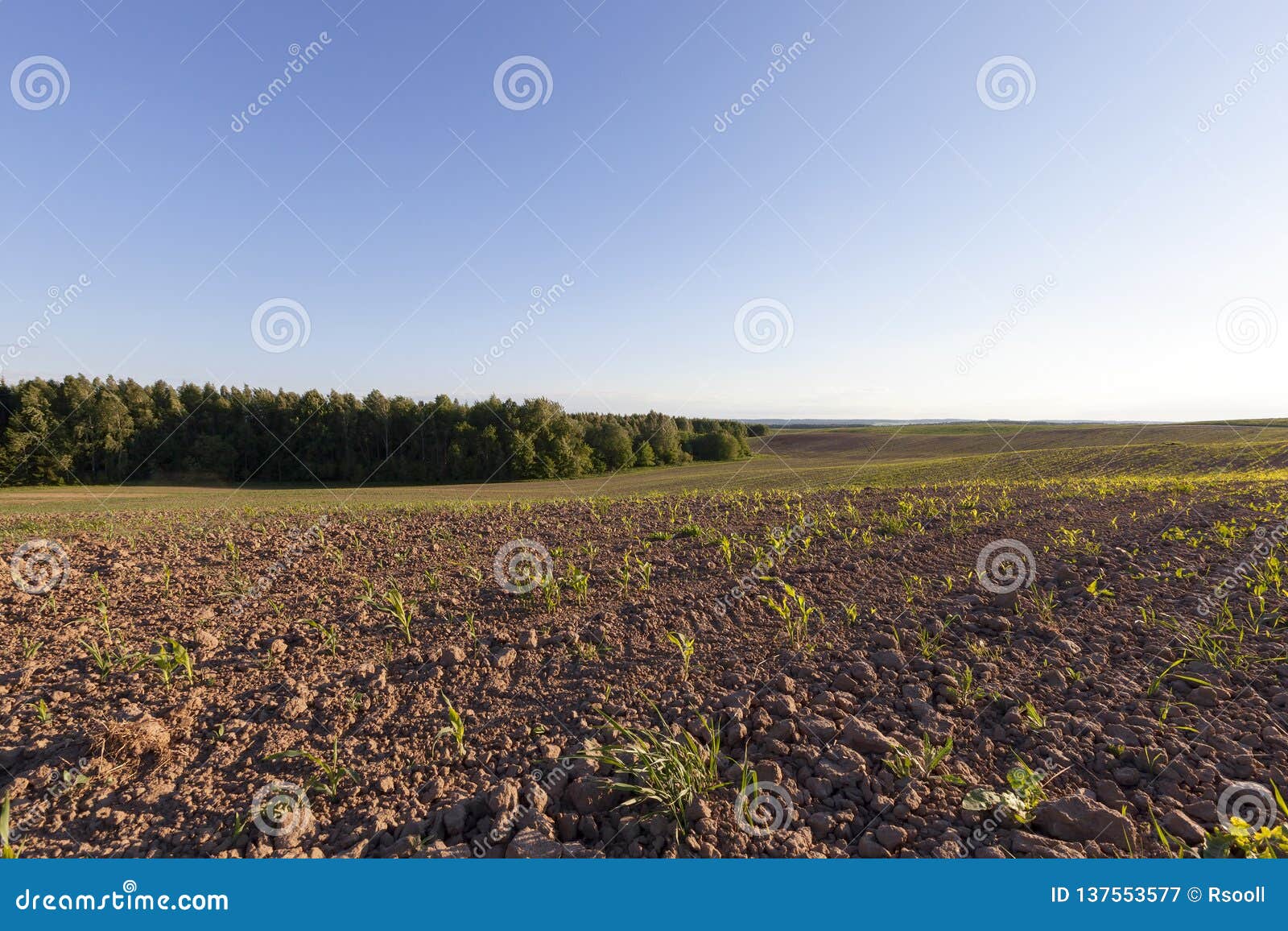 Europe corn field stock image. Image of farm, corn, ecology - 137553577