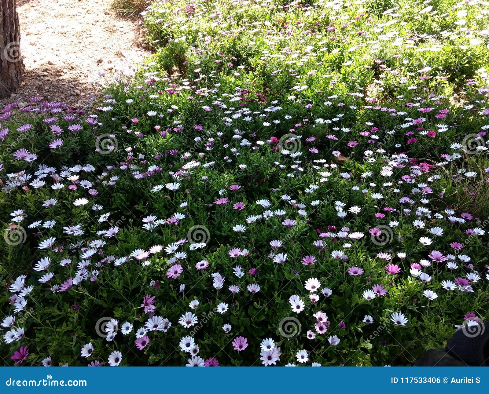 Europe flower stock photo. Image of mediterranean, europe - 117533406