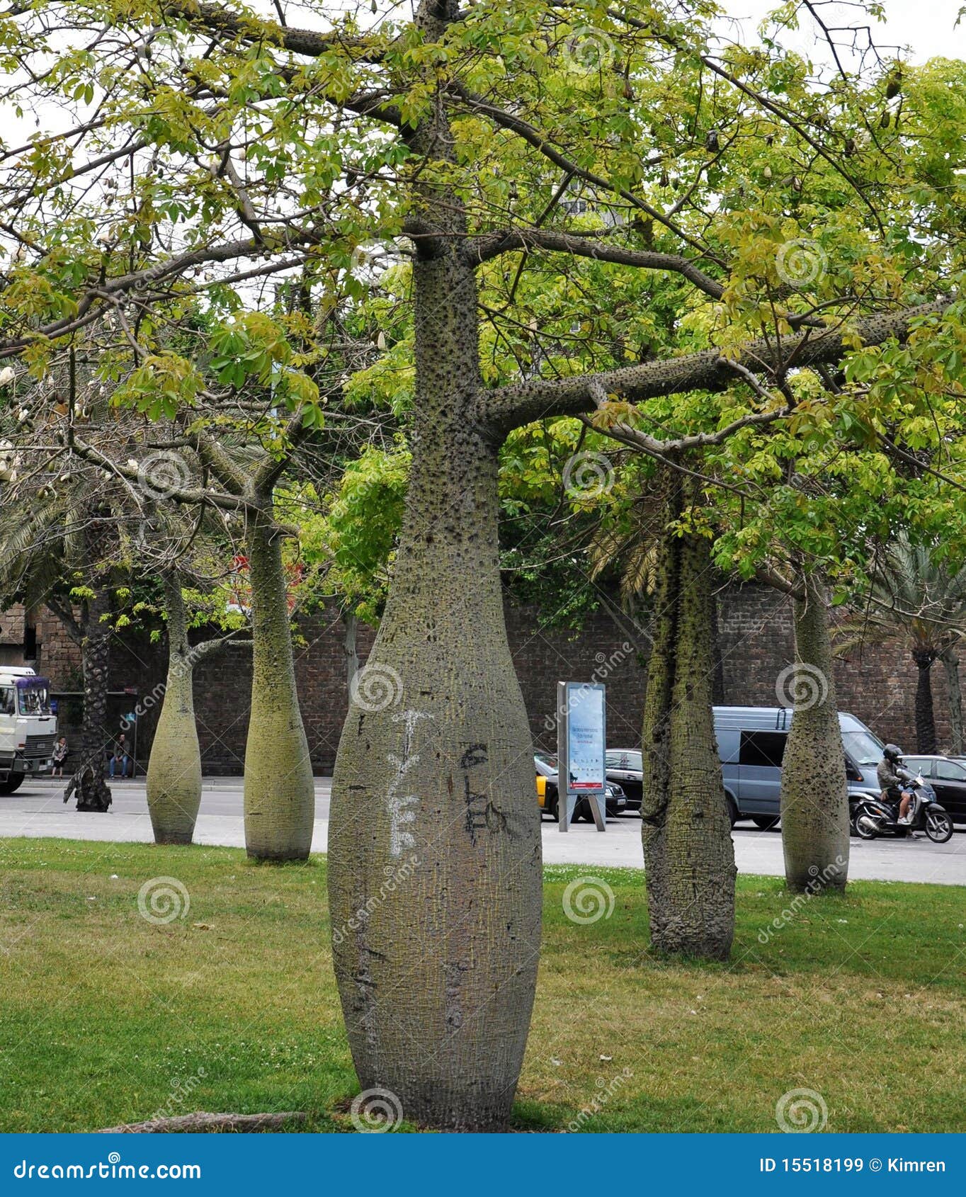 Europe s tree stock image. Image of landscape, environment - 15518199