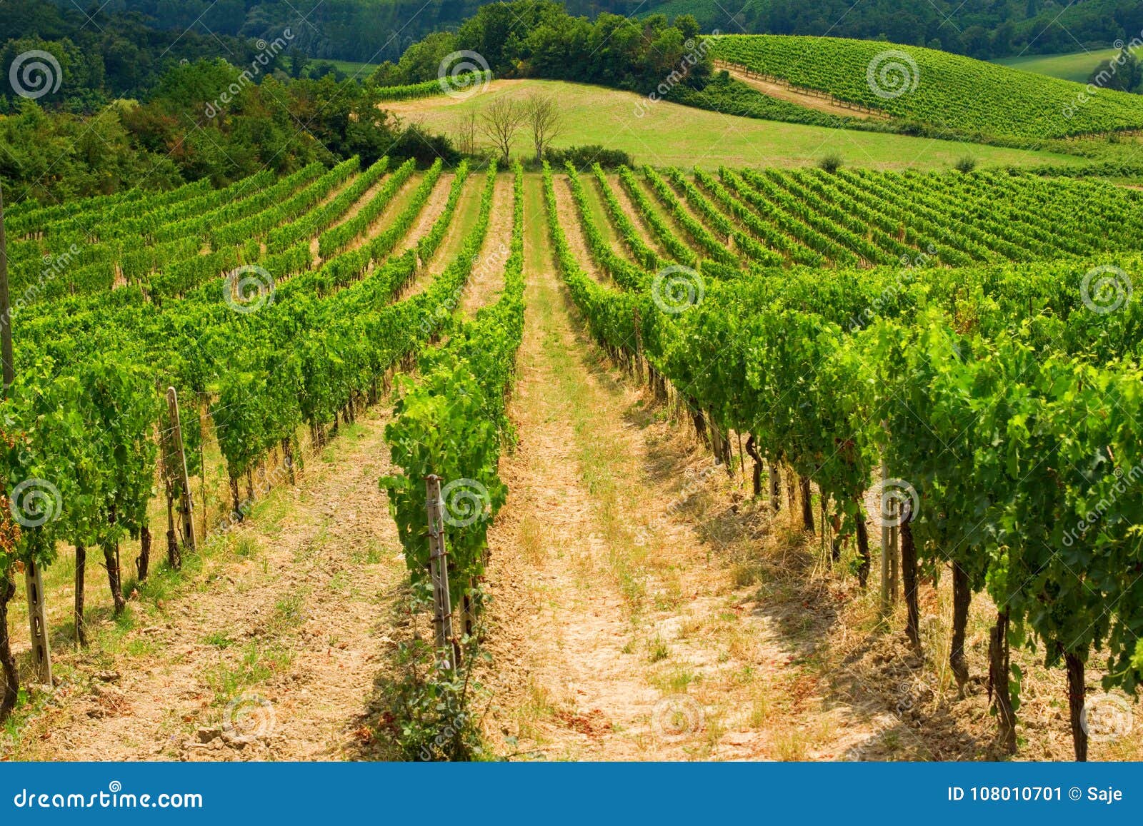 Europe Vineyard Rows stock image. Image of vineyard - 108010701