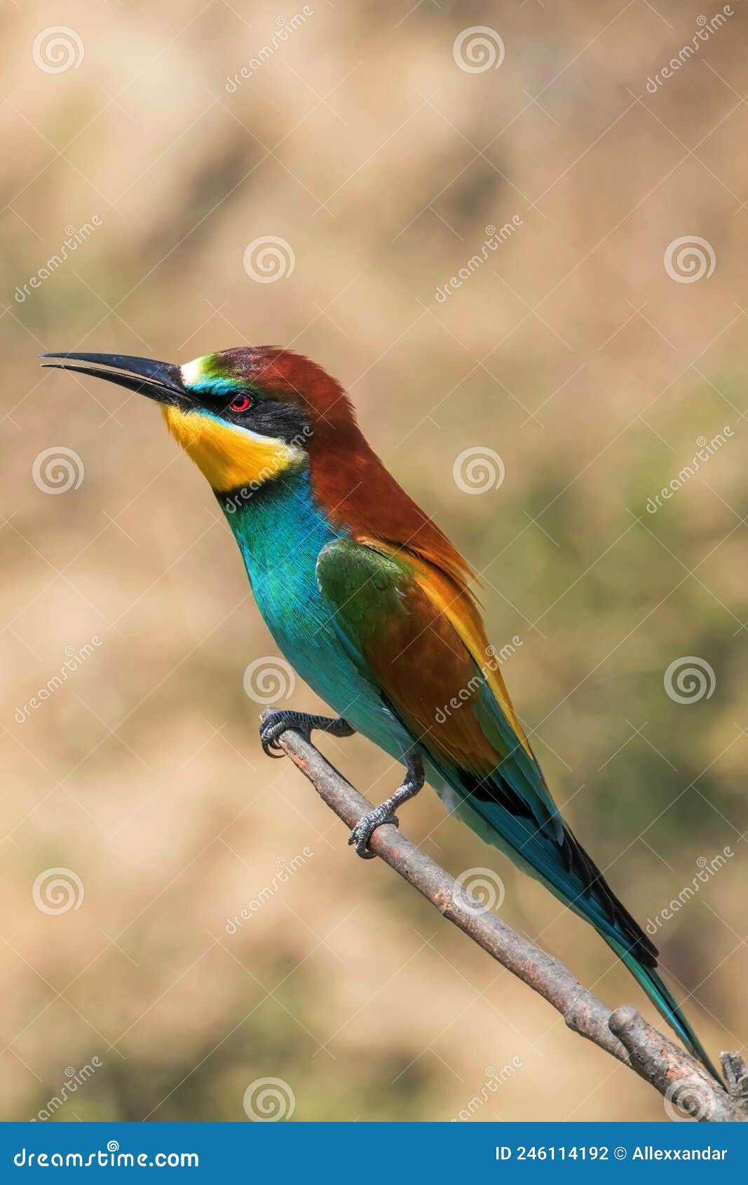 Europea Abeja Eaternbsp Merops Apiaster Foto de archivo - Imagen de ...