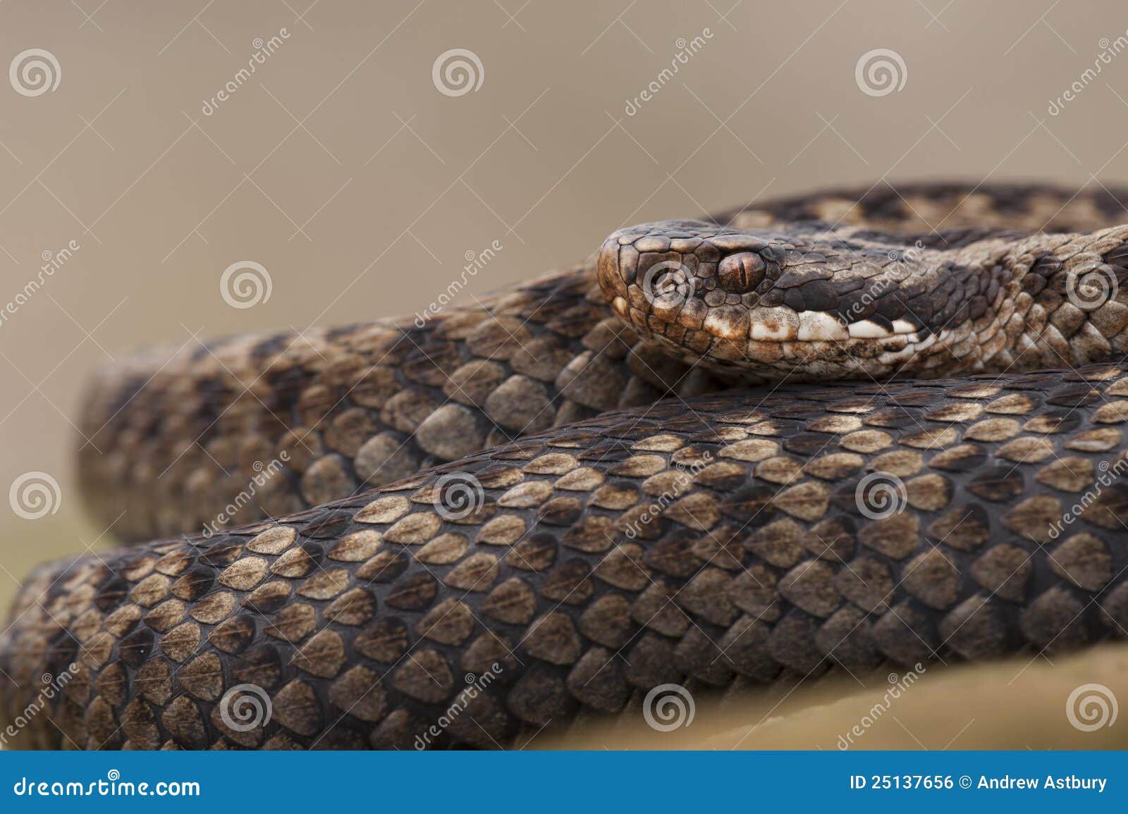 European Adder stock photo. Image of fang, strike, lunge - 25137656