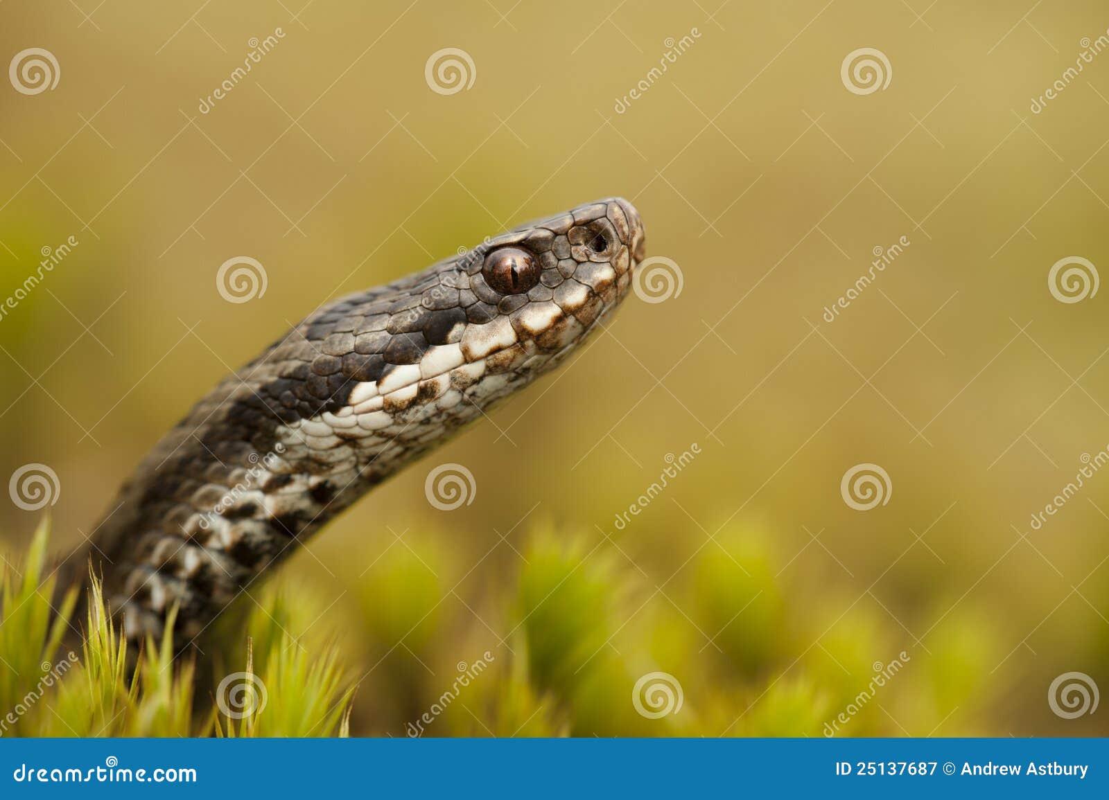 European Adder stock image. Image of keeled, toad, frog - 25137687
