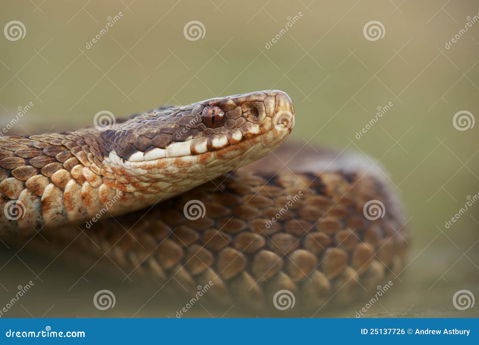 European Adder stock photo. Image of environment, park - 25137726