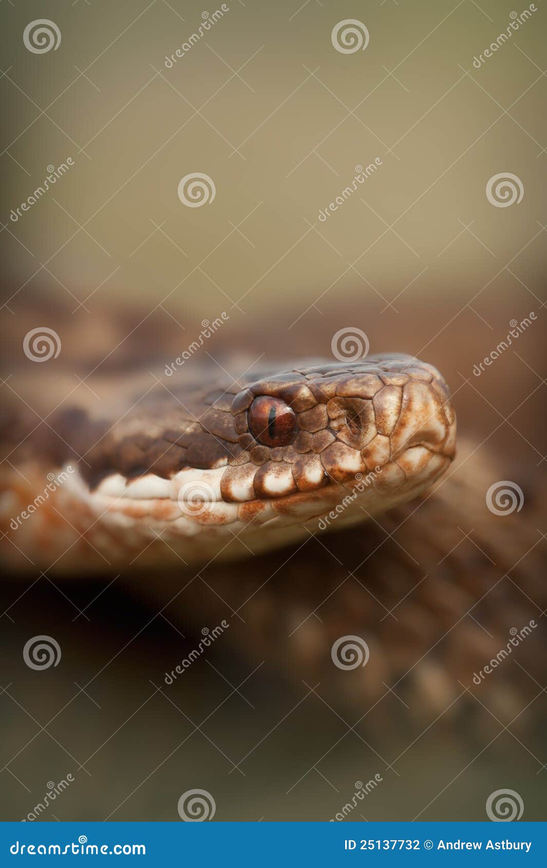 European Adder stock photo. Image of head, british, england - 25137732