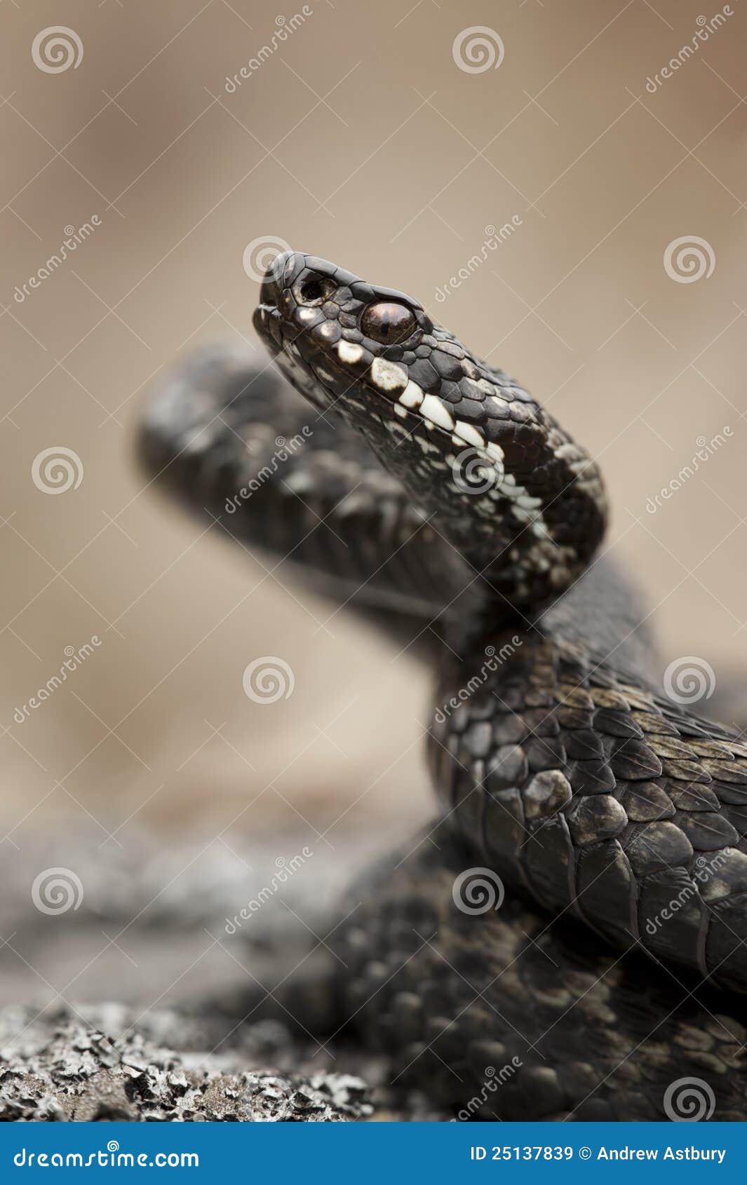 European Adder stock image. Image of protection, orange - 25137839