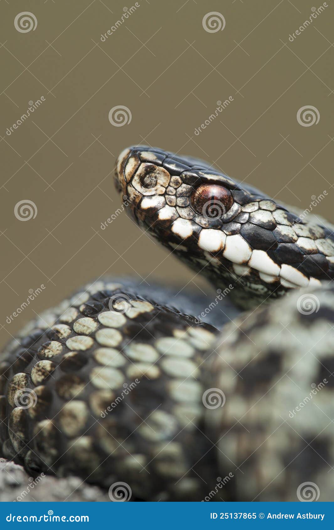 European Adder stock image. Image of keeled, vertical - 25137865